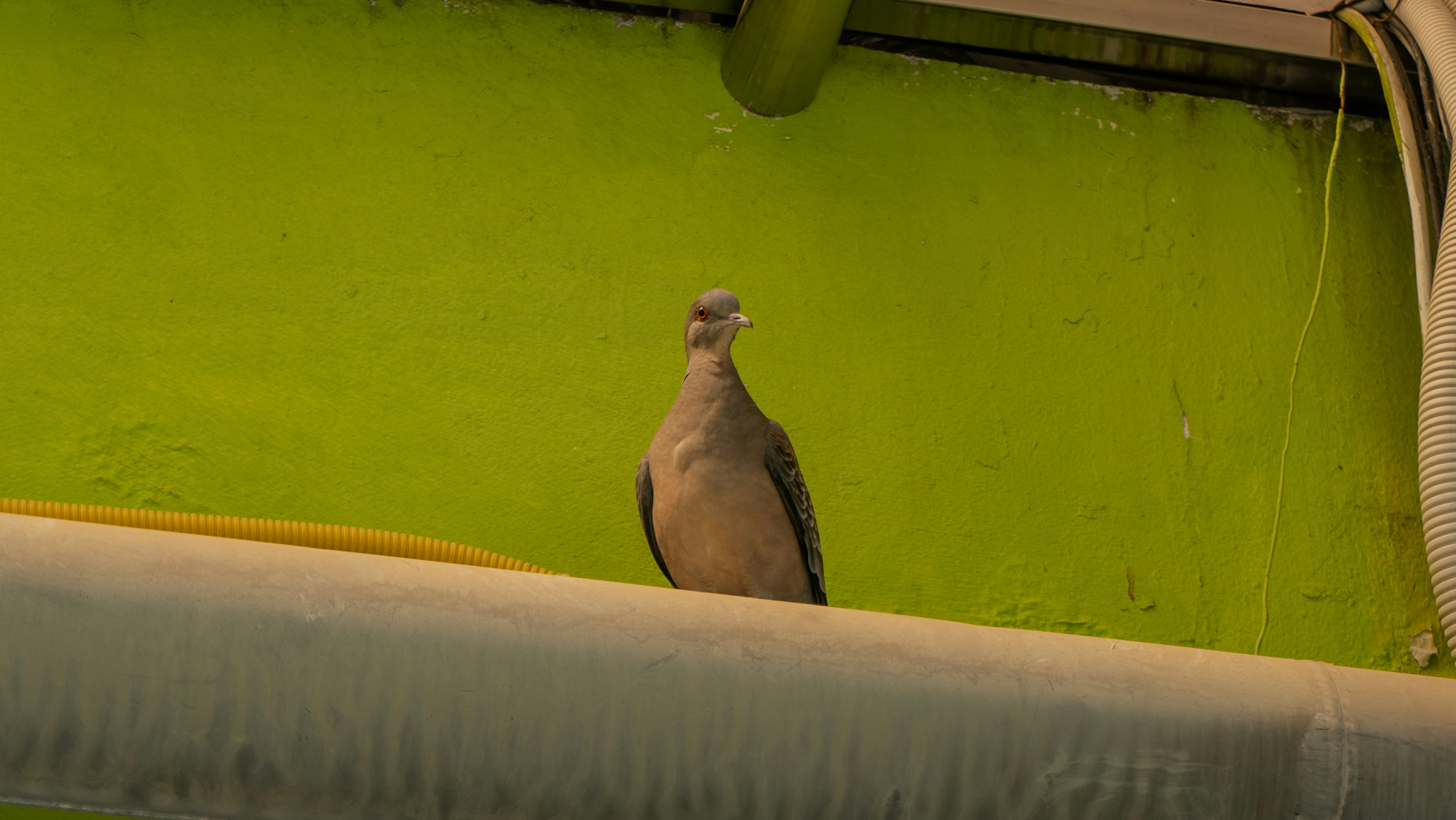 Pigeon on a Lime Pipe: a Quiet Moment in Industrial Light