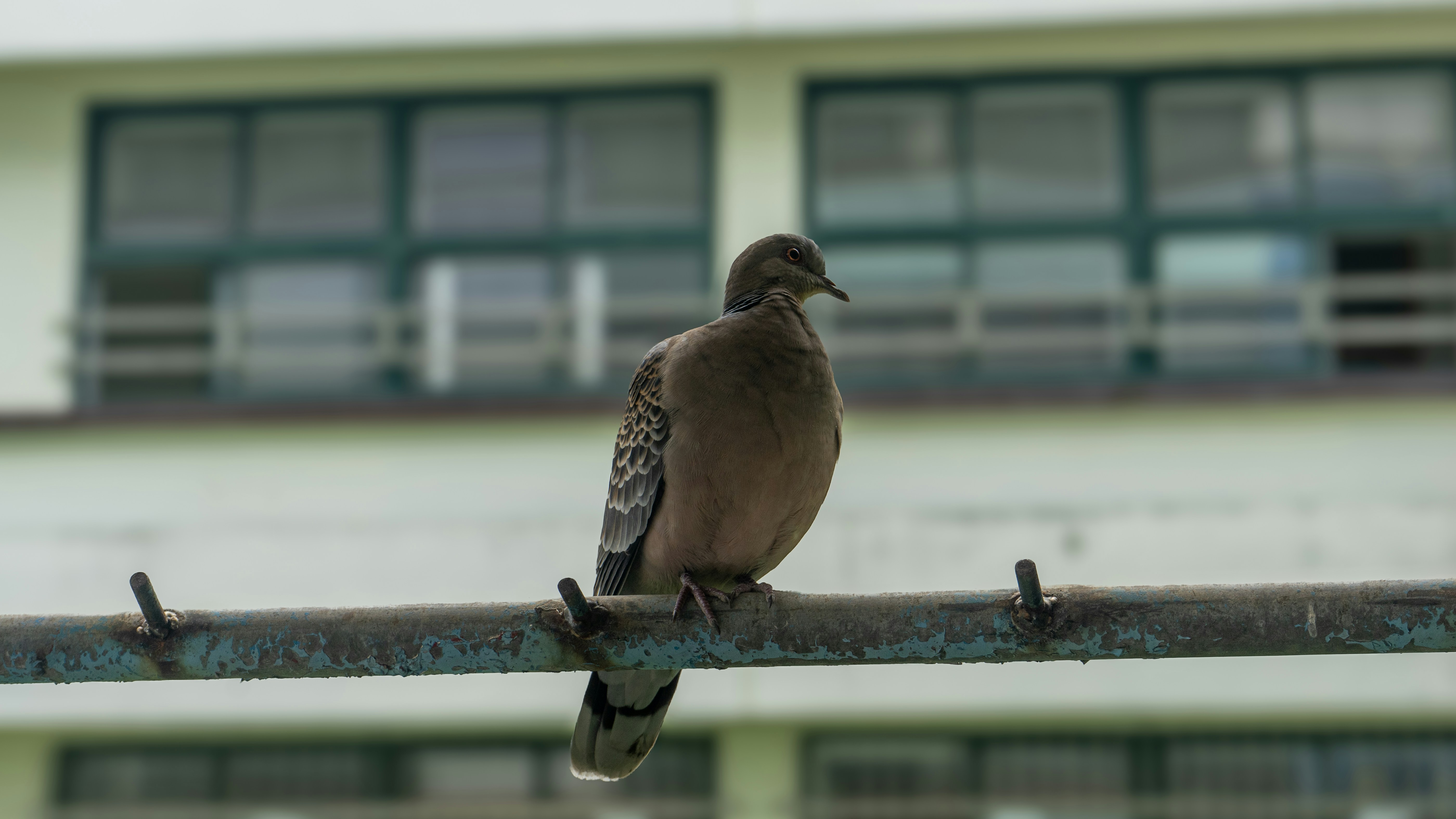 Pigeon on a Weathered Pipe: Quiet Watcher of a City Facade