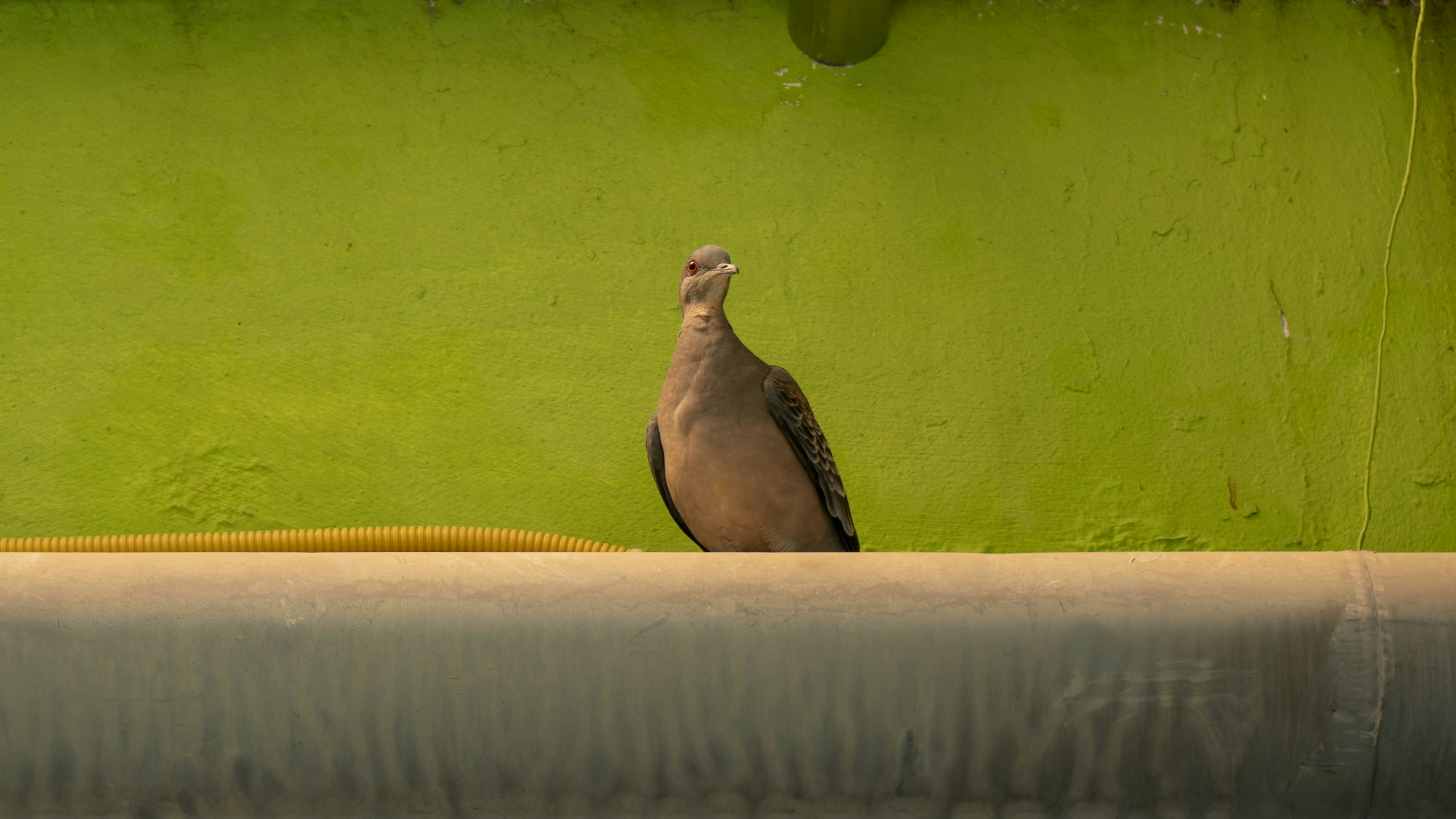 Lime-Walled Watcher: Pigeon on a Sunlit Ledge