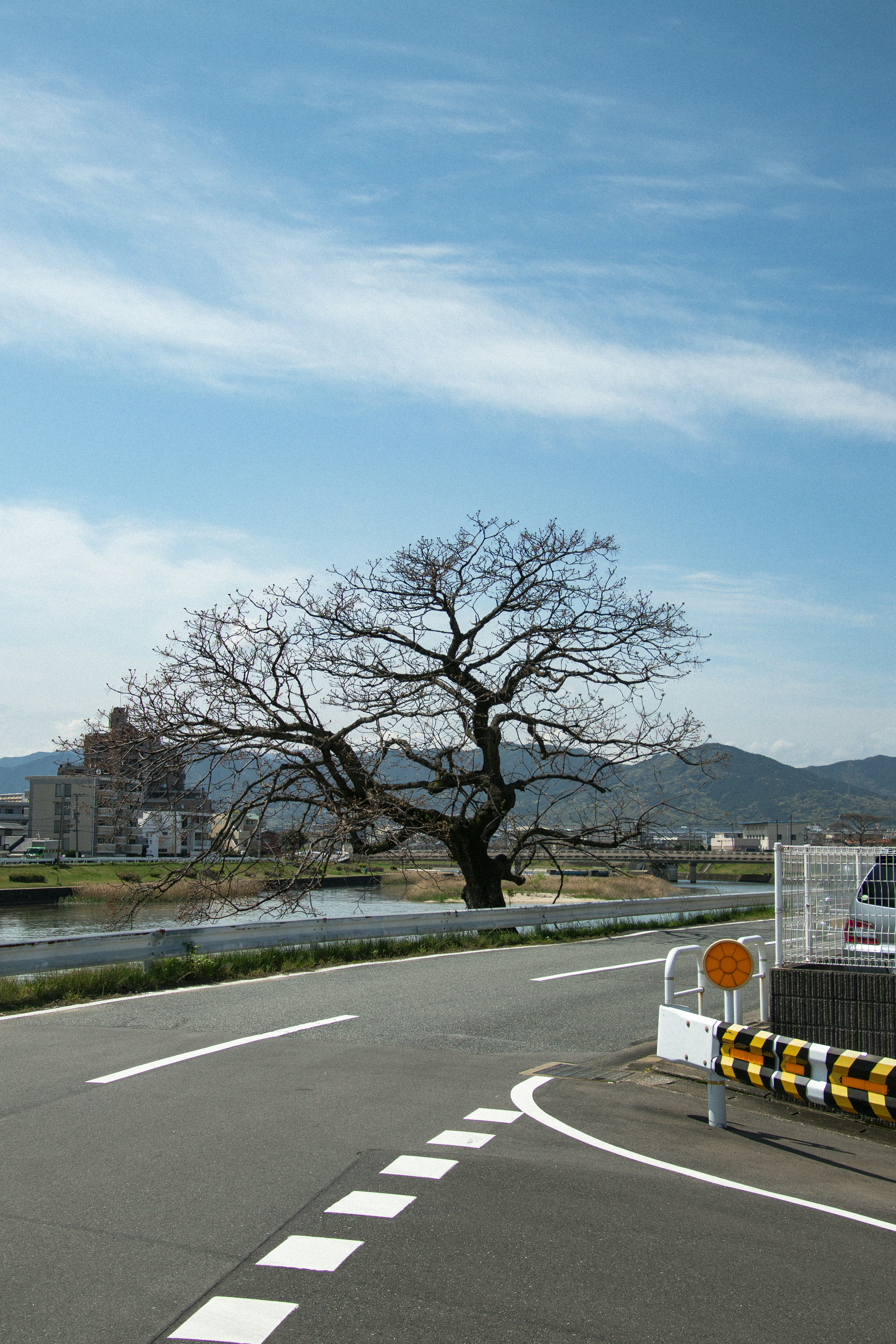 Lonely Arboreal Sentinel Over a Roadside River