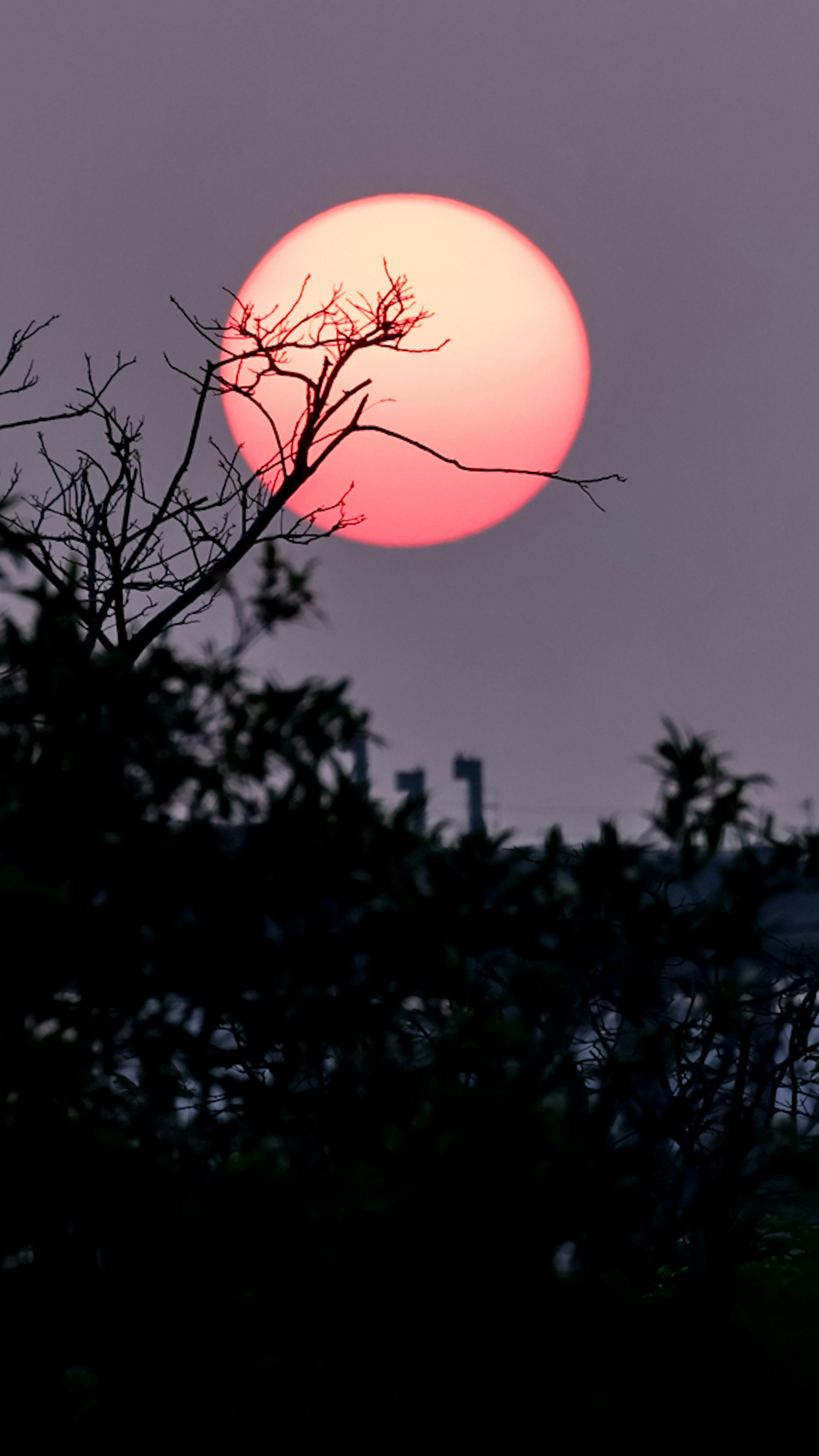 Crimson Orb Behind Winter Branches at Dusk