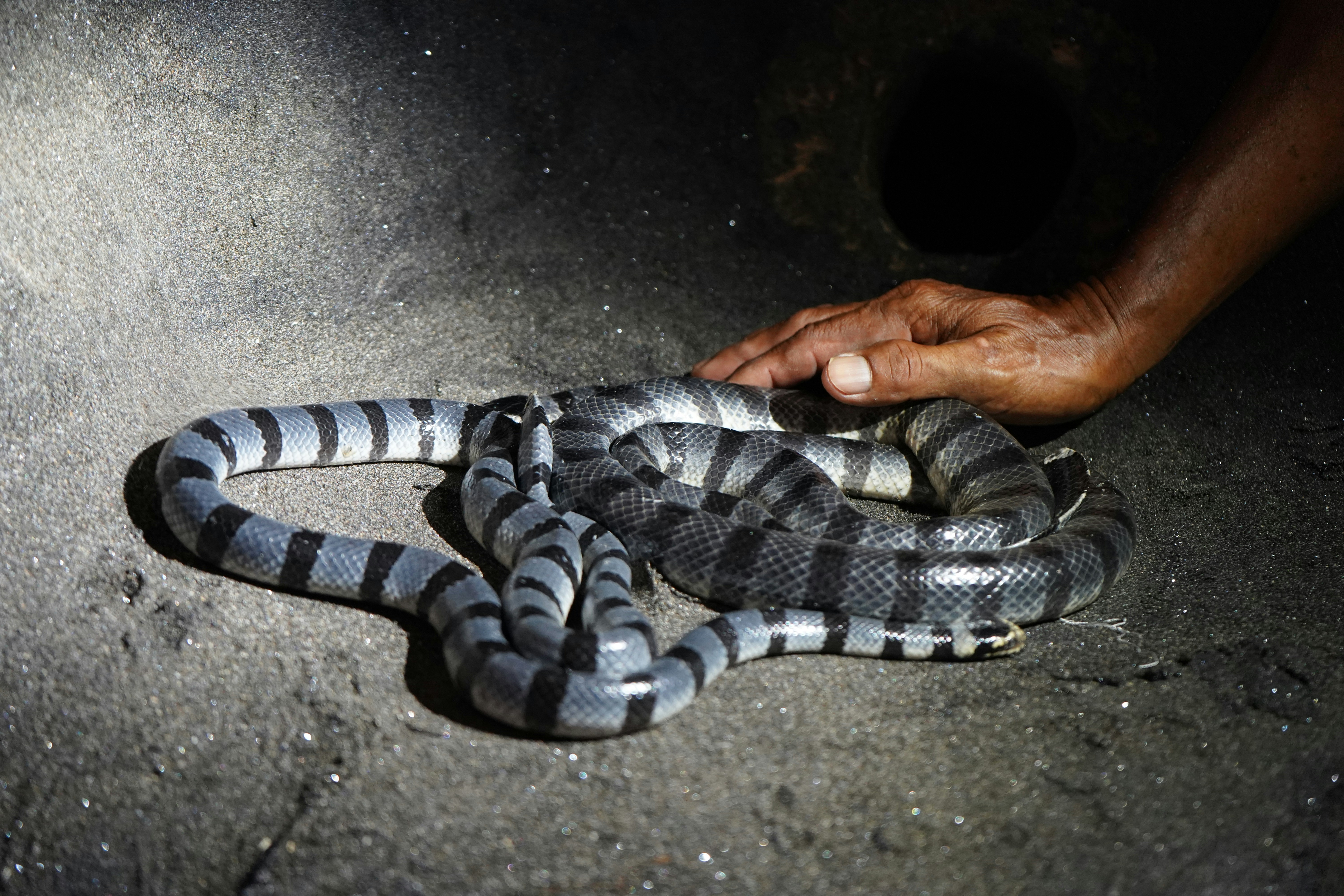A person holding a snake on the ground photo – Free Bali Image on Unsplash