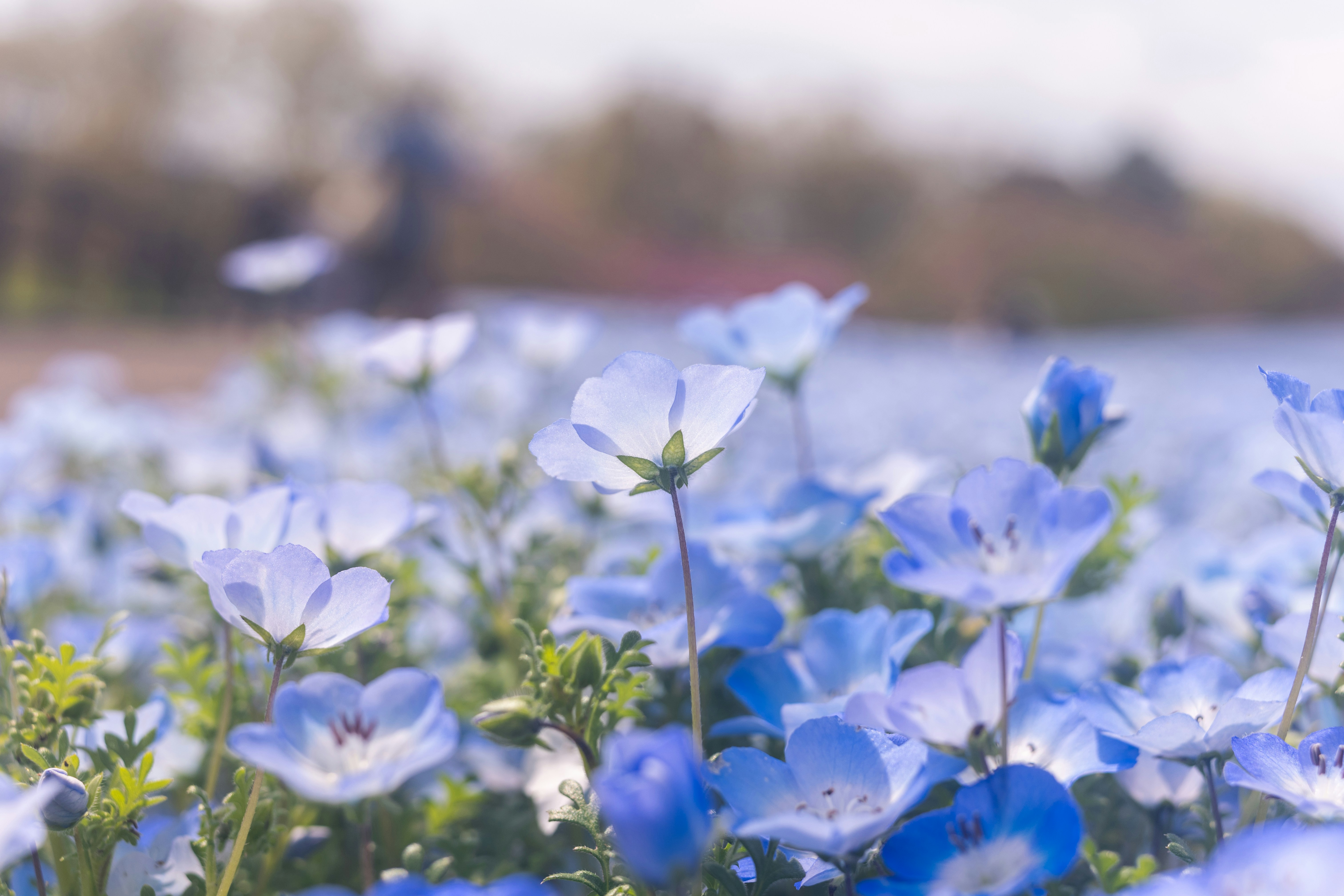 Close-Up of Blue Blooms in a Morning Meadow