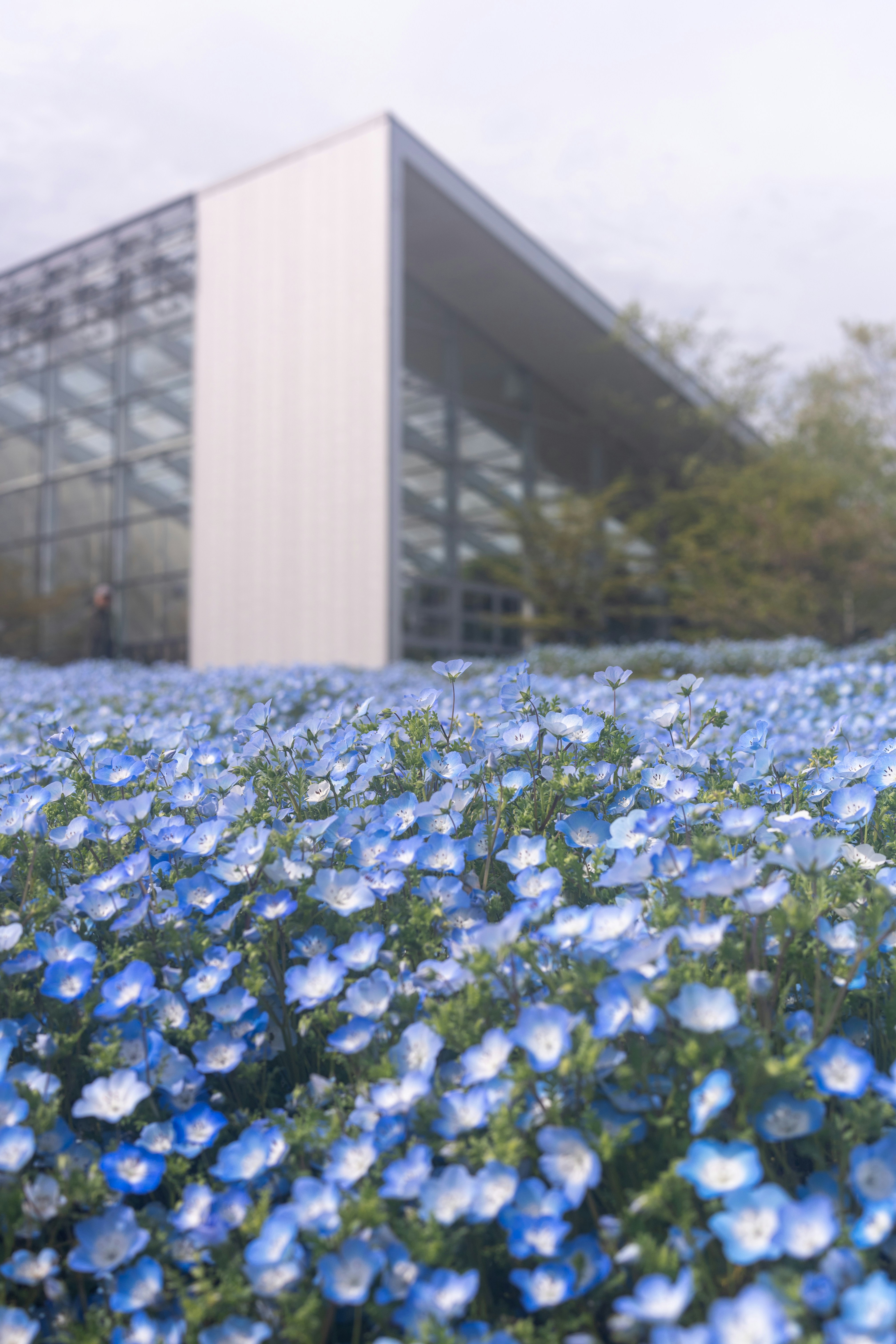 Field of Blue Morning: A Modern Glass Building Rises Above a Sea of Flowers