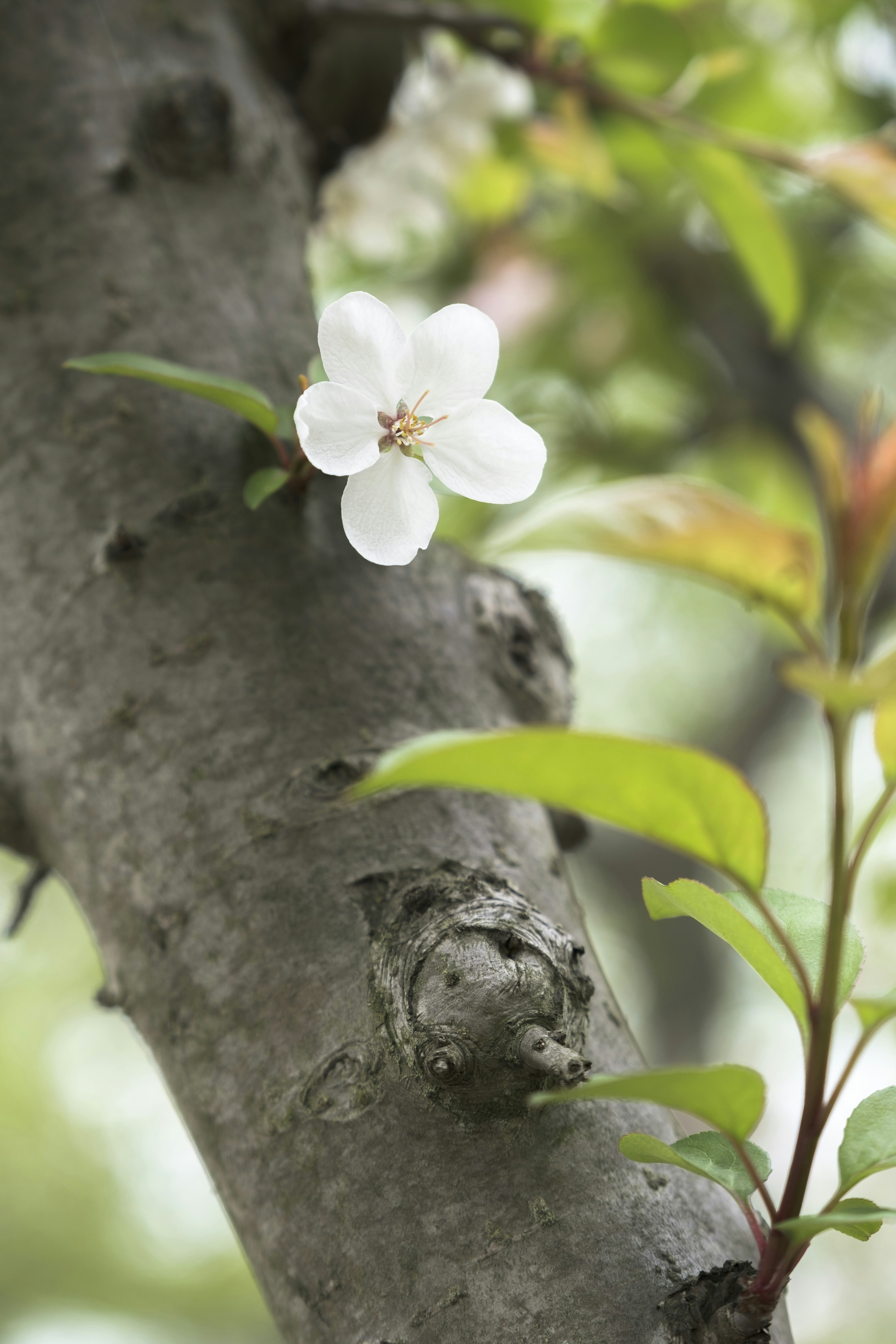 Solitary White Blossom Adrift on Weathered Bark