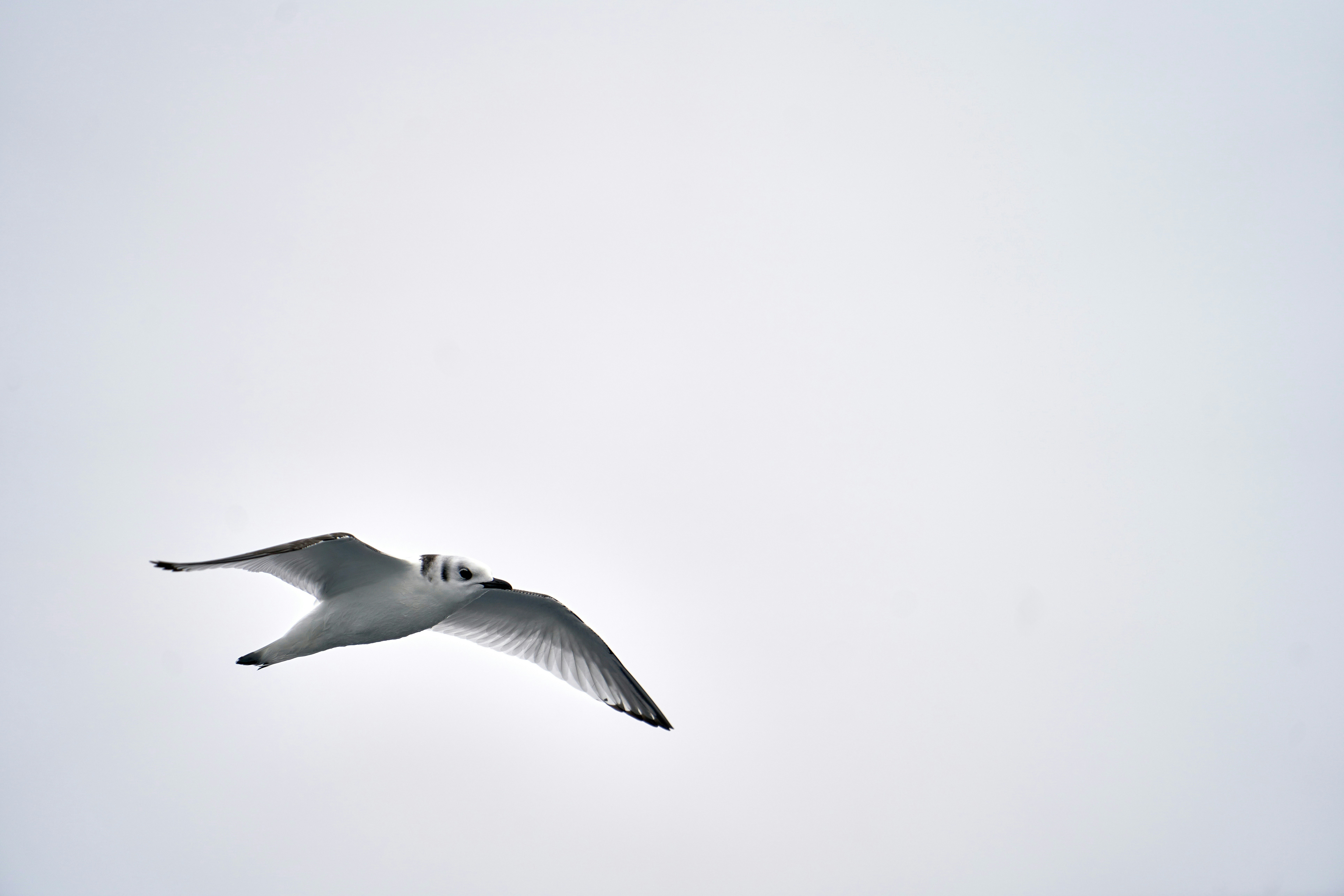 Lone Gull in a Pale Sky: Wingbeat Across a Quiet Horizon