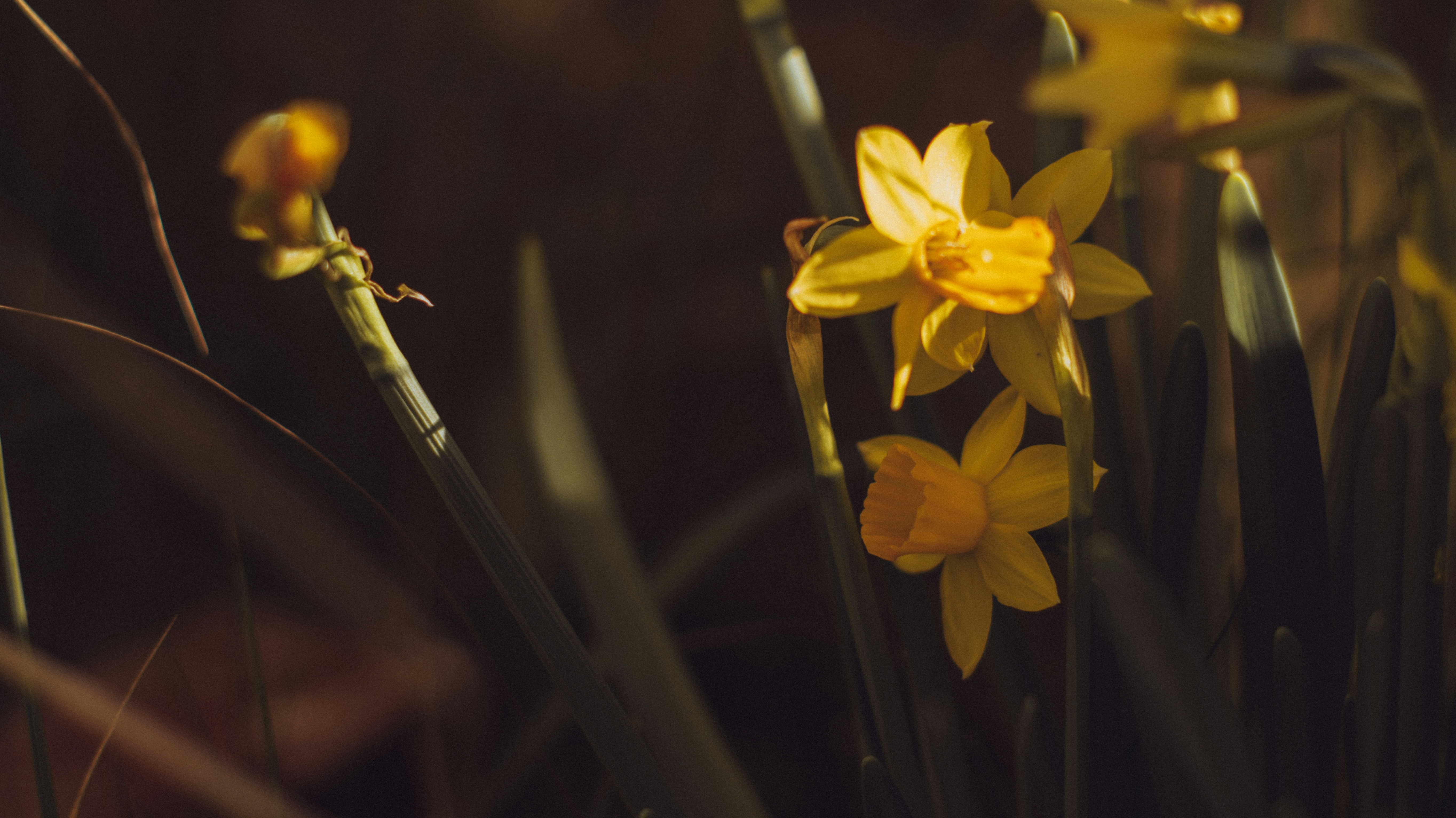 Daffodils in Dusk: Quiet Glow Among Velvet Shadows