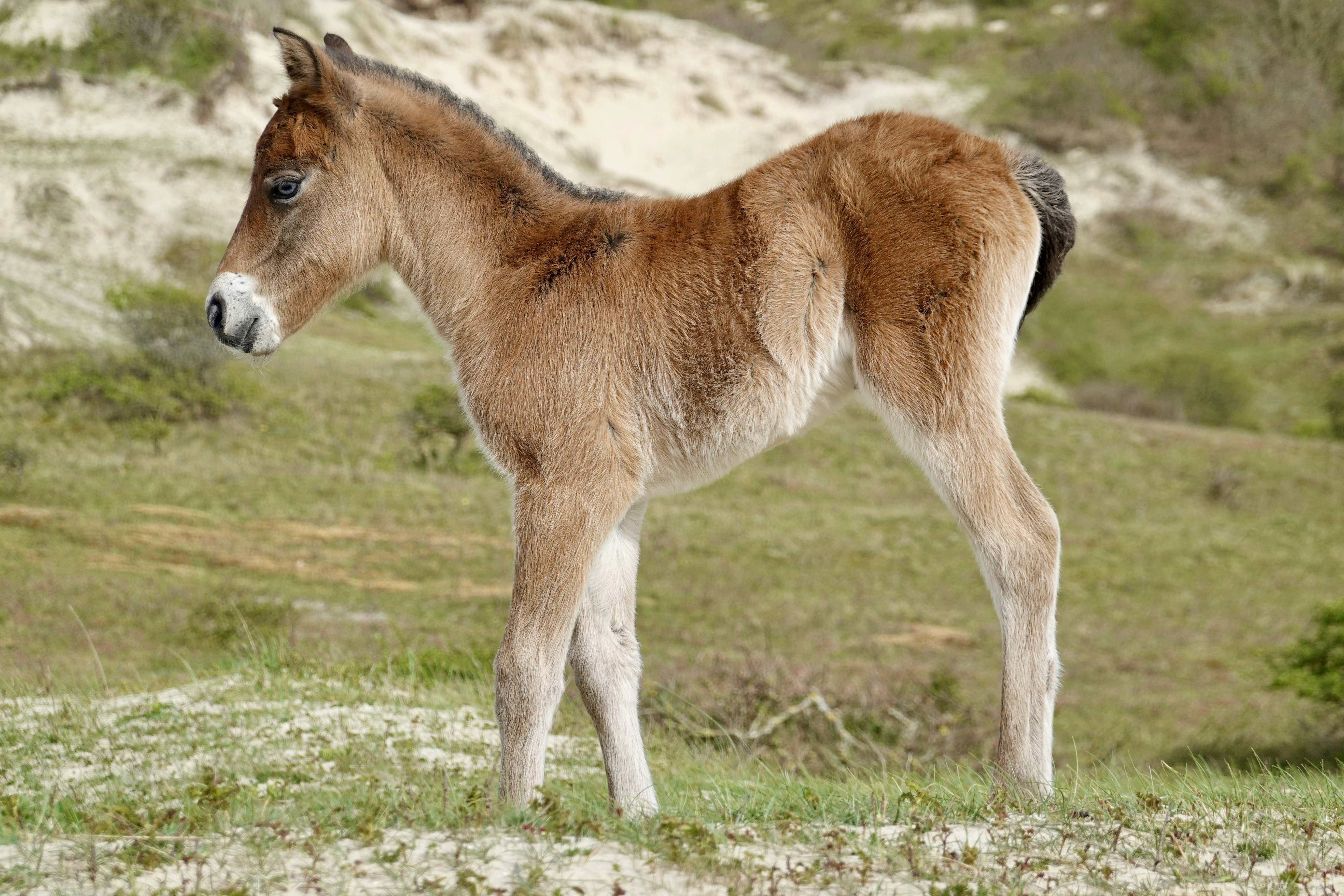 A recently born Exmoor pony foal at a green valley in the dunes | a brown horse standing on top of a lush green field