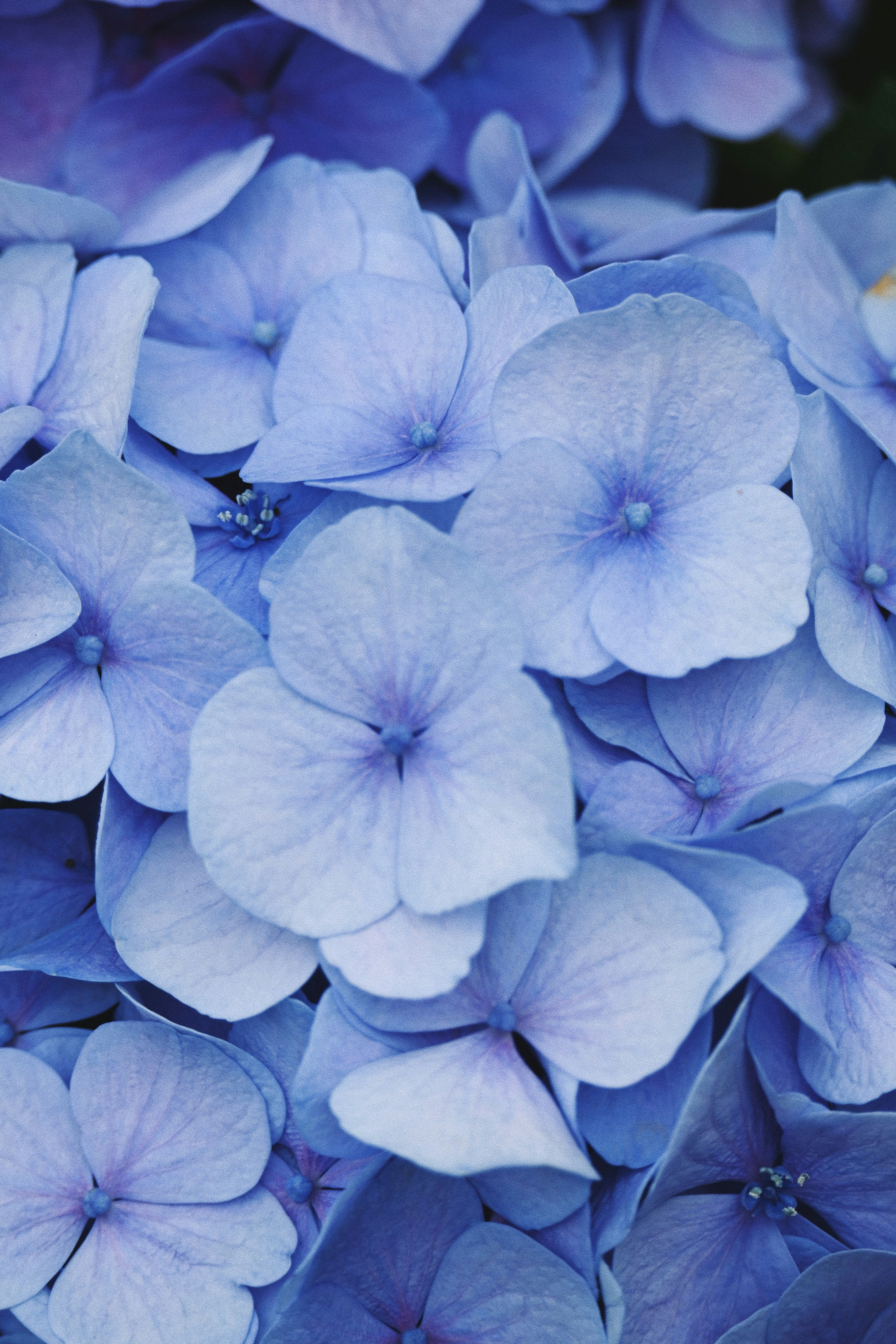 A bunch of blue flowers that are next to each other photo – Free Hong ...