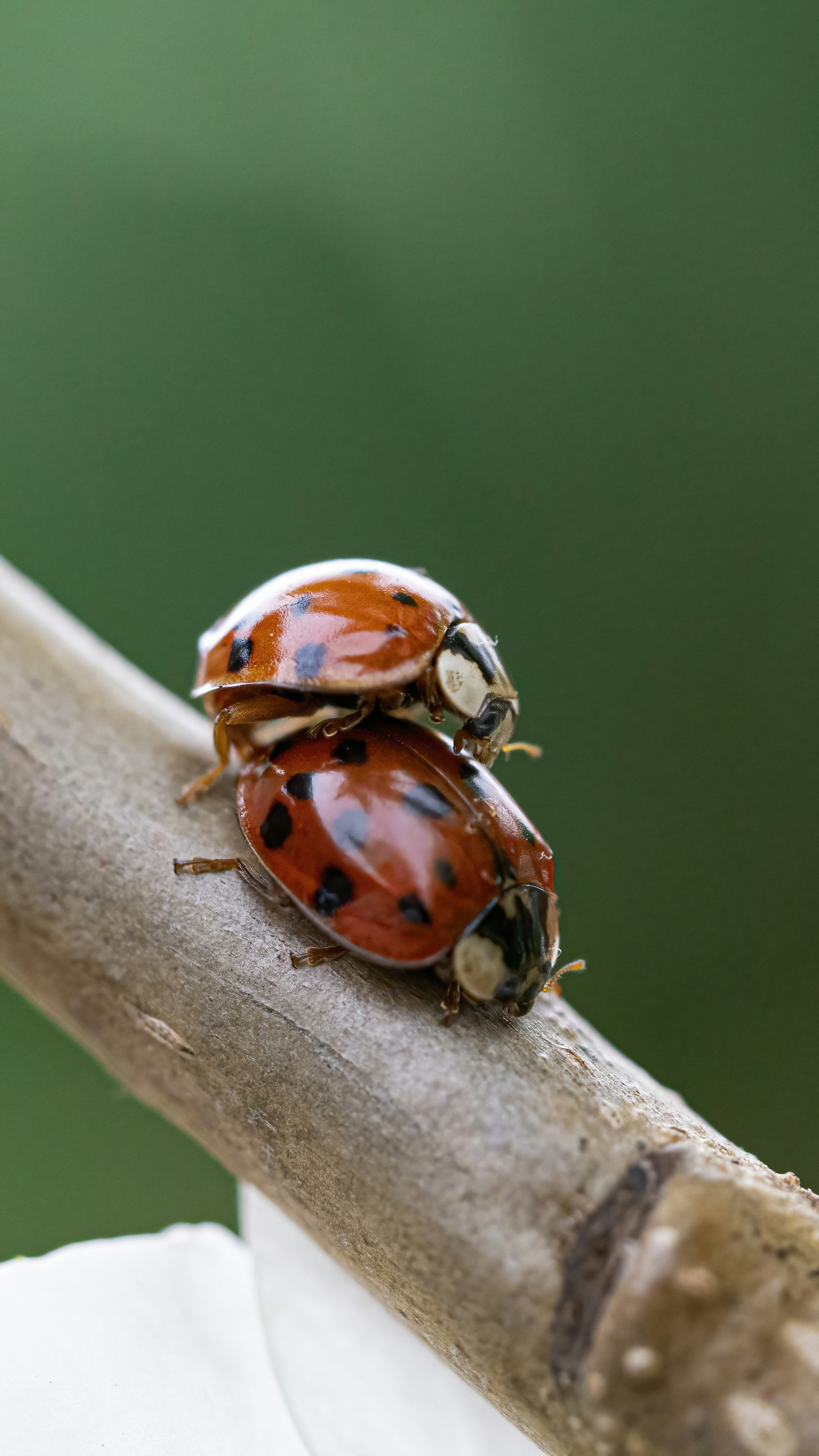 A couple of ladybugs sitting on top of a tree branch photo – Free ...