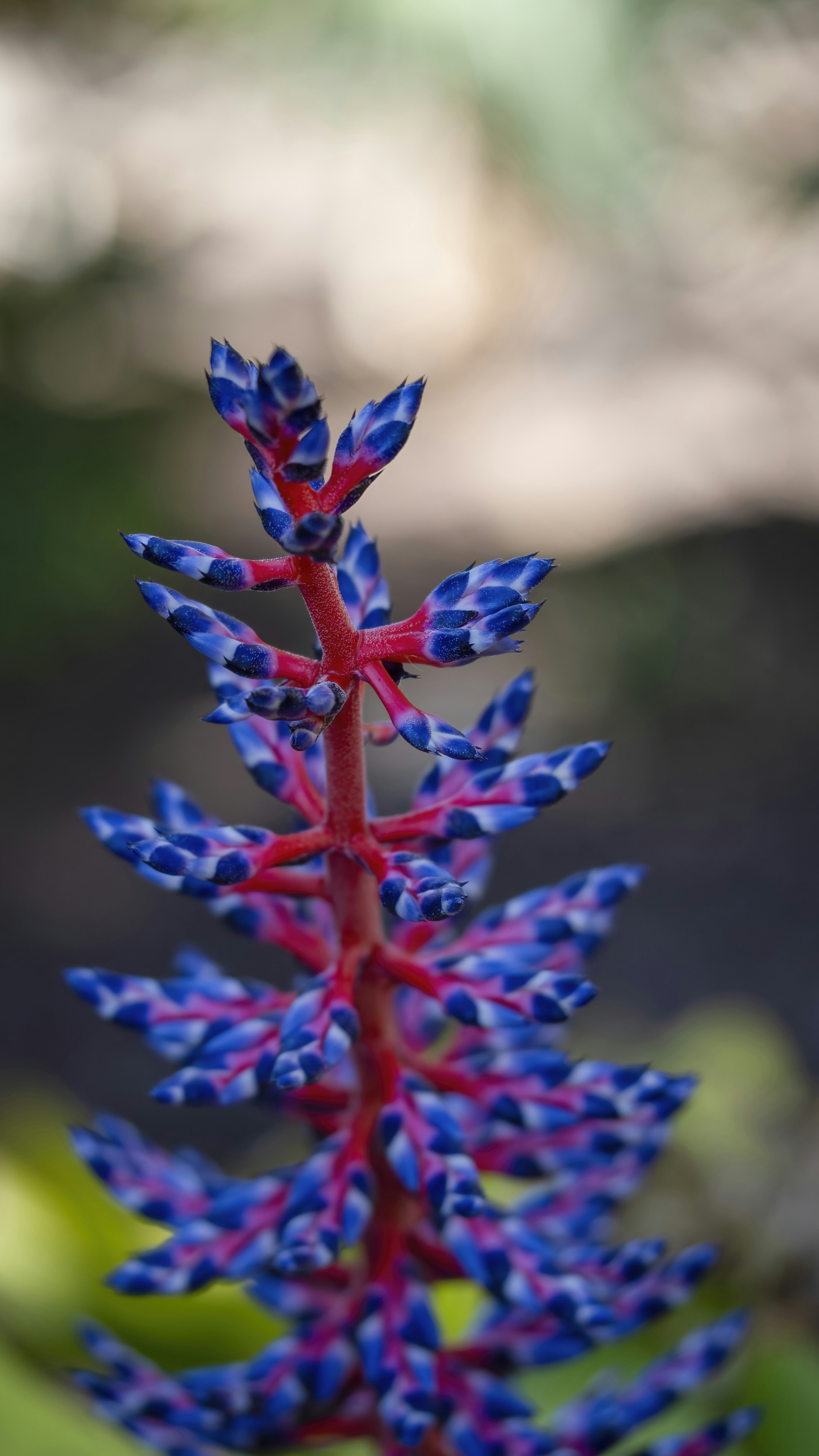 A close up of a blue and red flower photo – Free Blossom Image on Unsplash