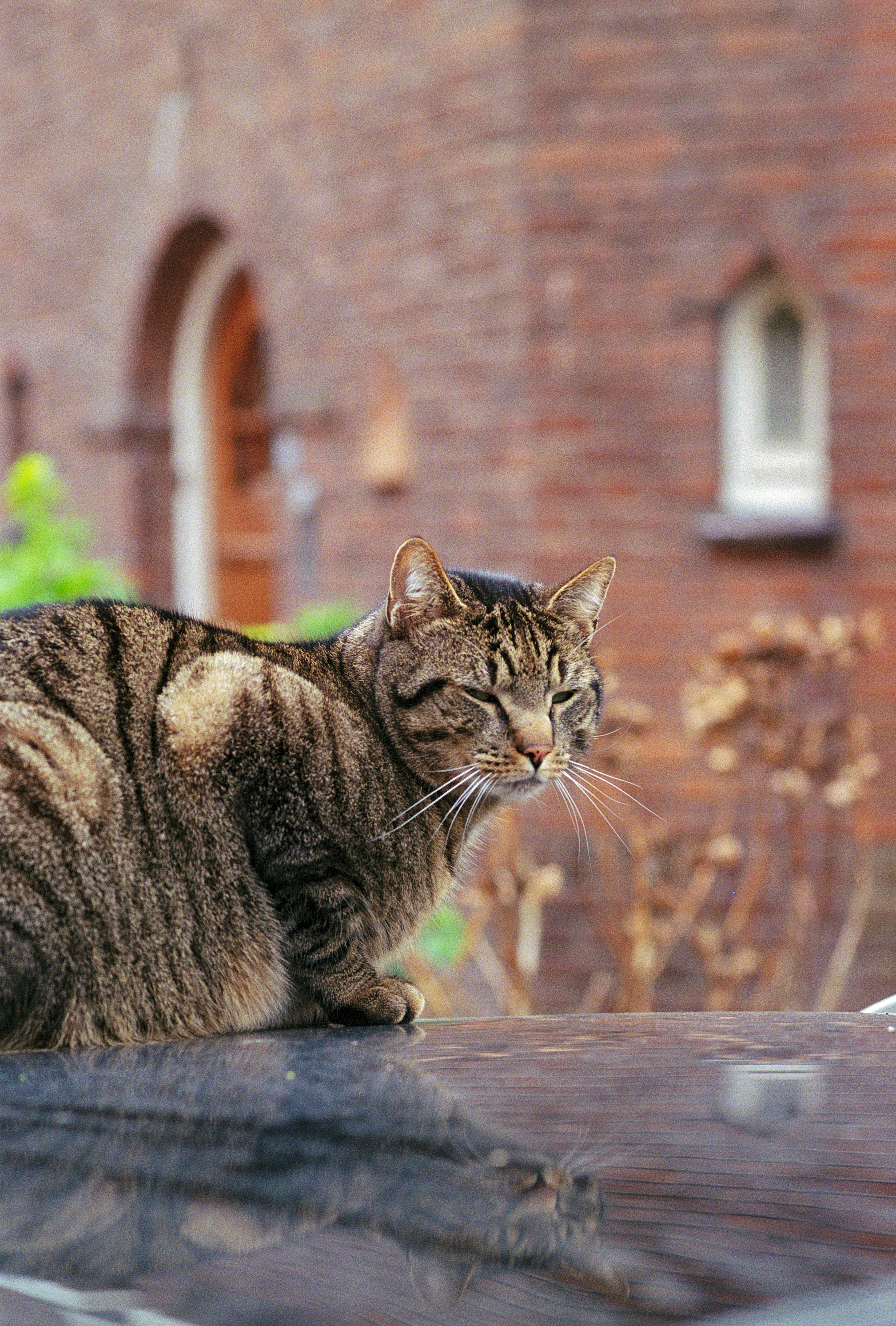 Tabby sentinel on a car hood against a brick courtyard