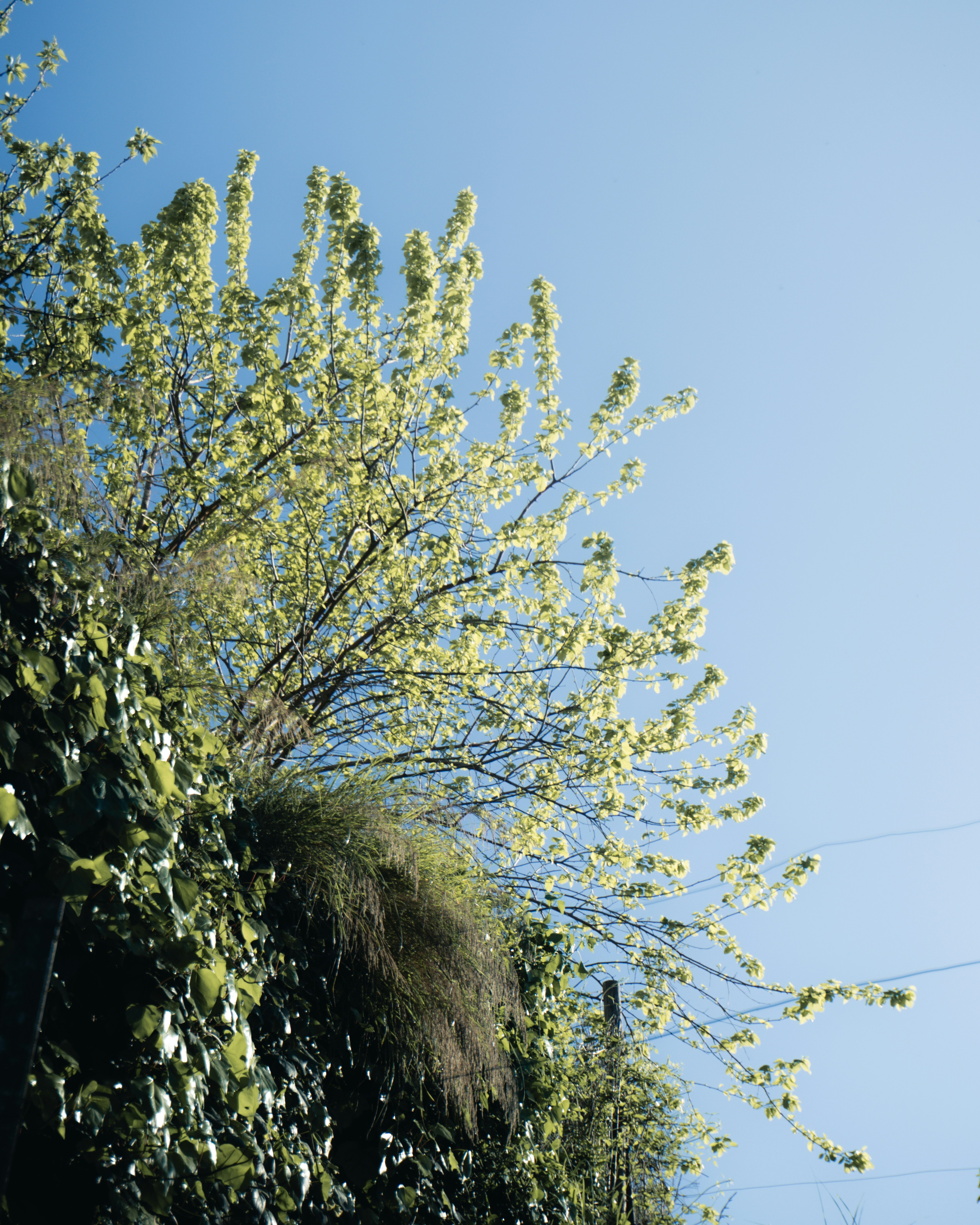 Emerald New-Leaf Canopy Opens to a Clear Blue Sky