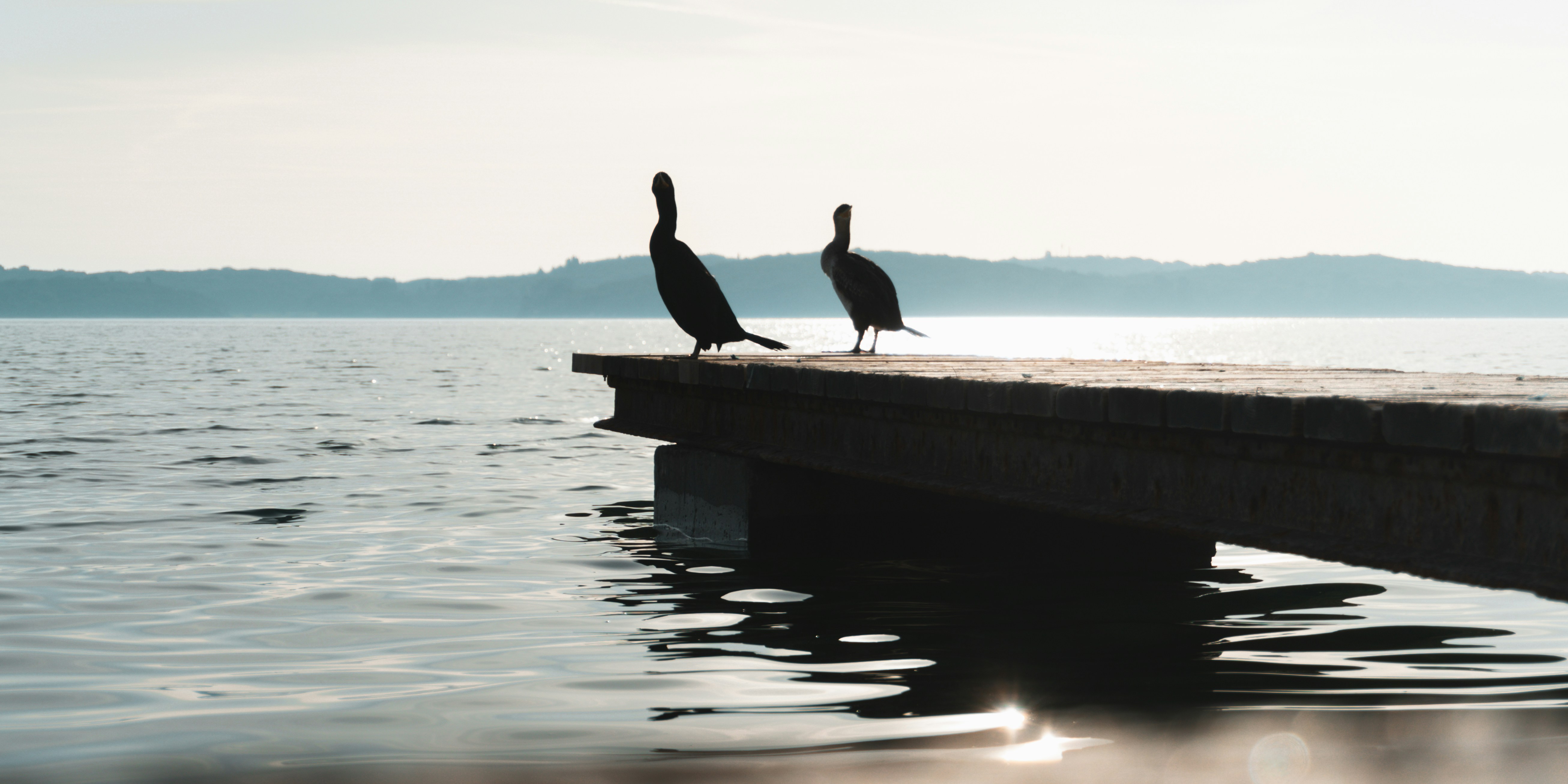 Two Birds at the Edge: Silhouettes on a Quiet Lake Pier