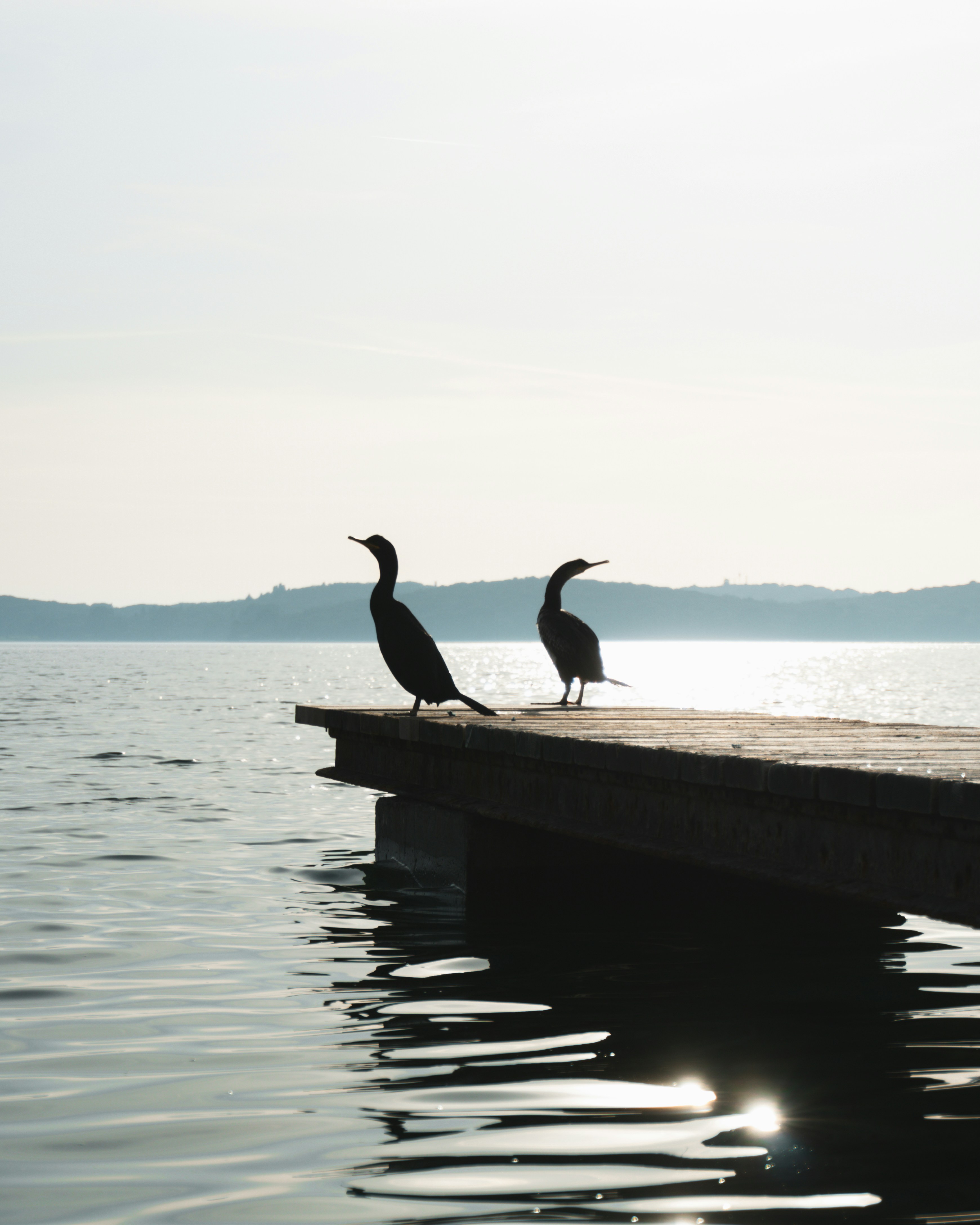 Two Herons at Sunset: Silhouettes on a Quiet Pier