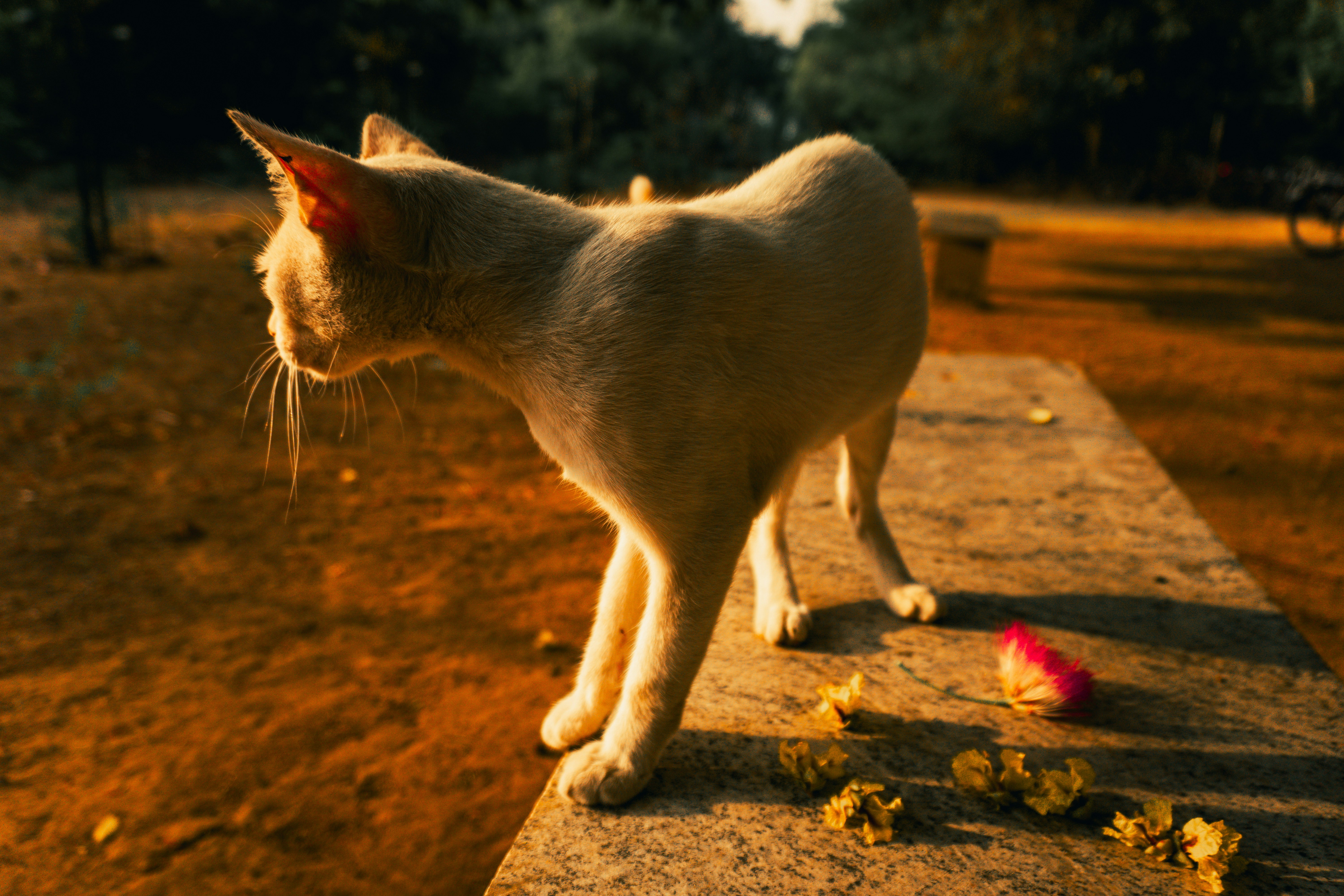 Sunlit Feline Balance on a Concrete Ledge