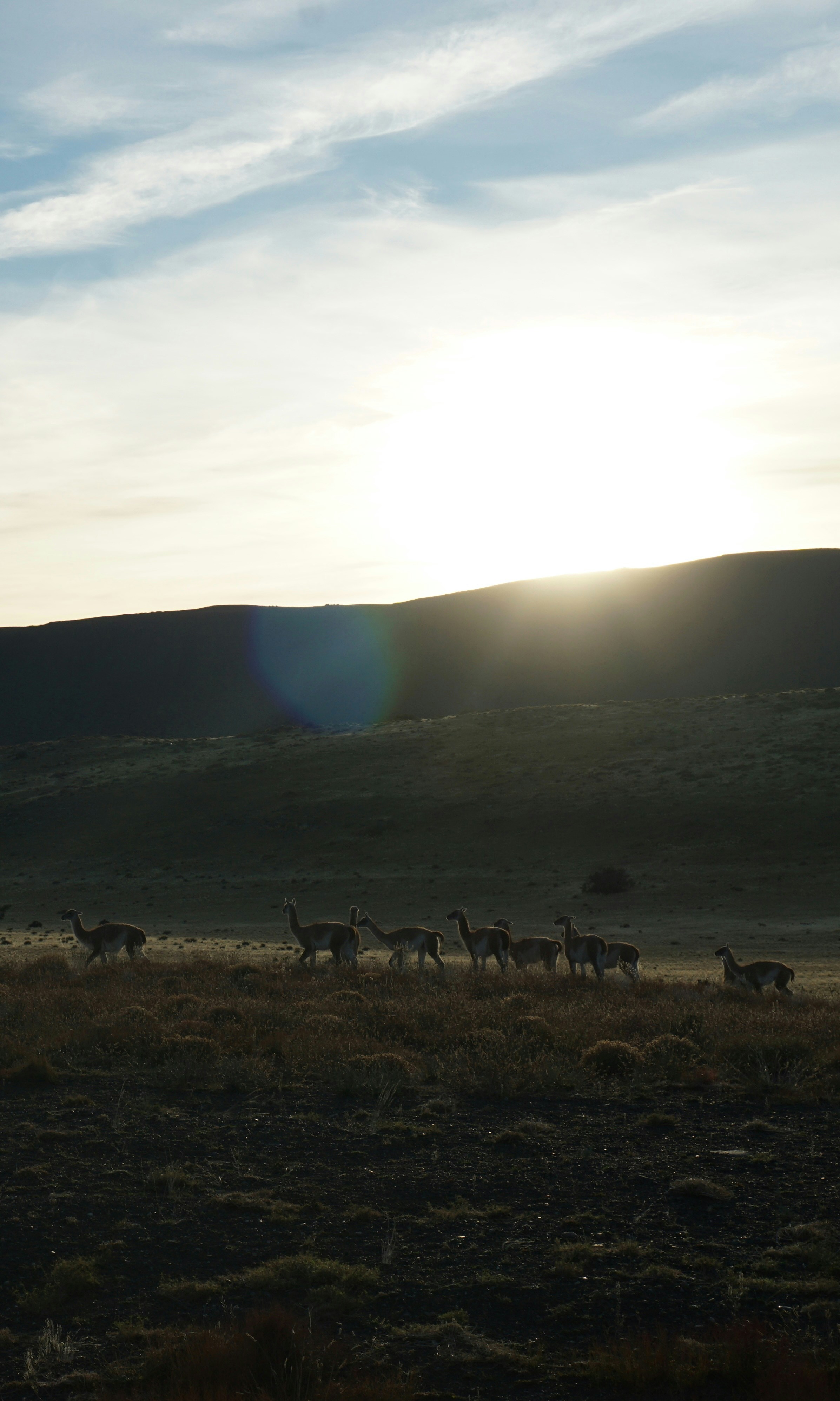 Horizon Herd at Dusk: Silhouettes and Sunlit Plains