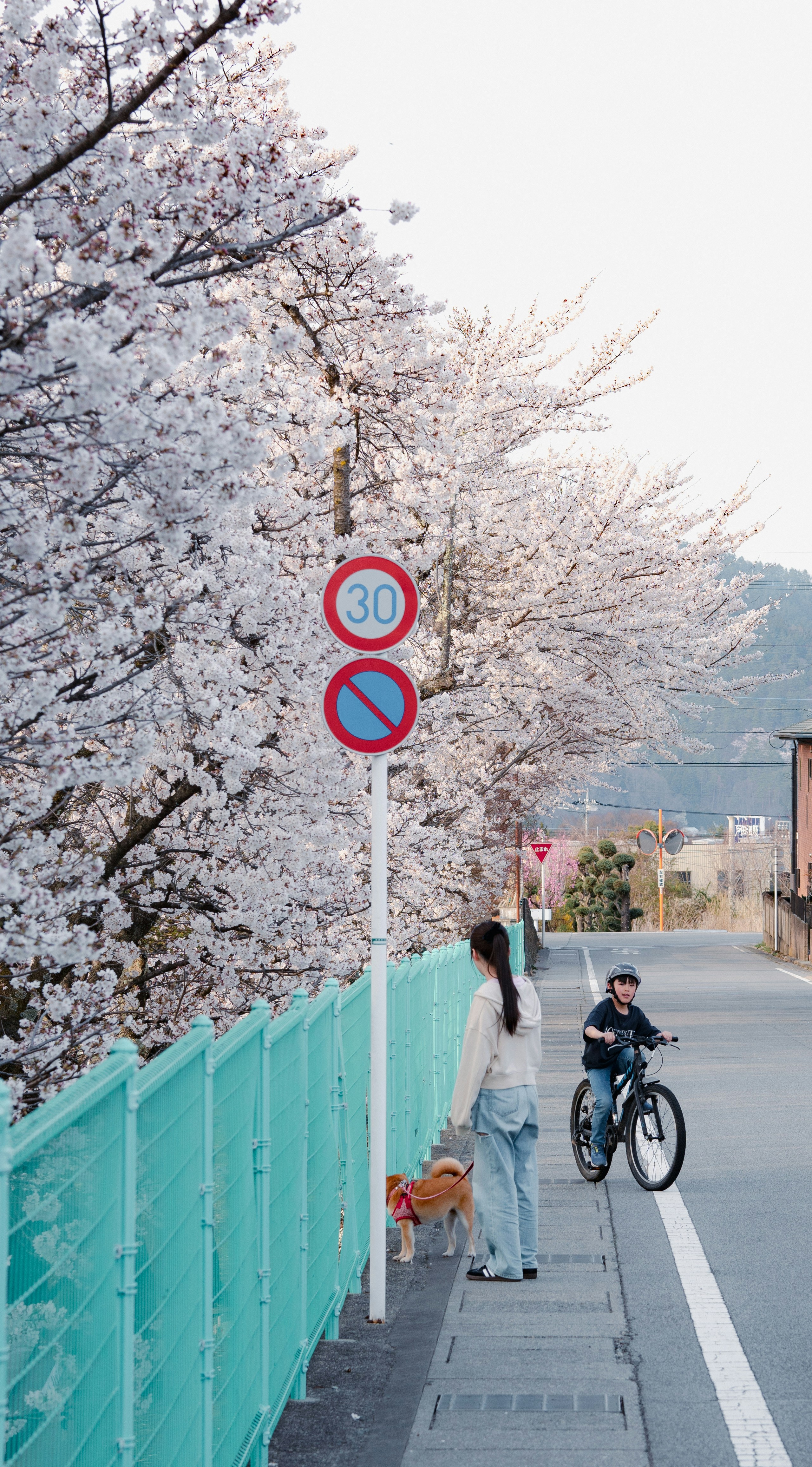 Sakura Lane Pause: Girl, Dog, and Cyclist Beneath a Turquoise Fence Among Cherry Blossoms