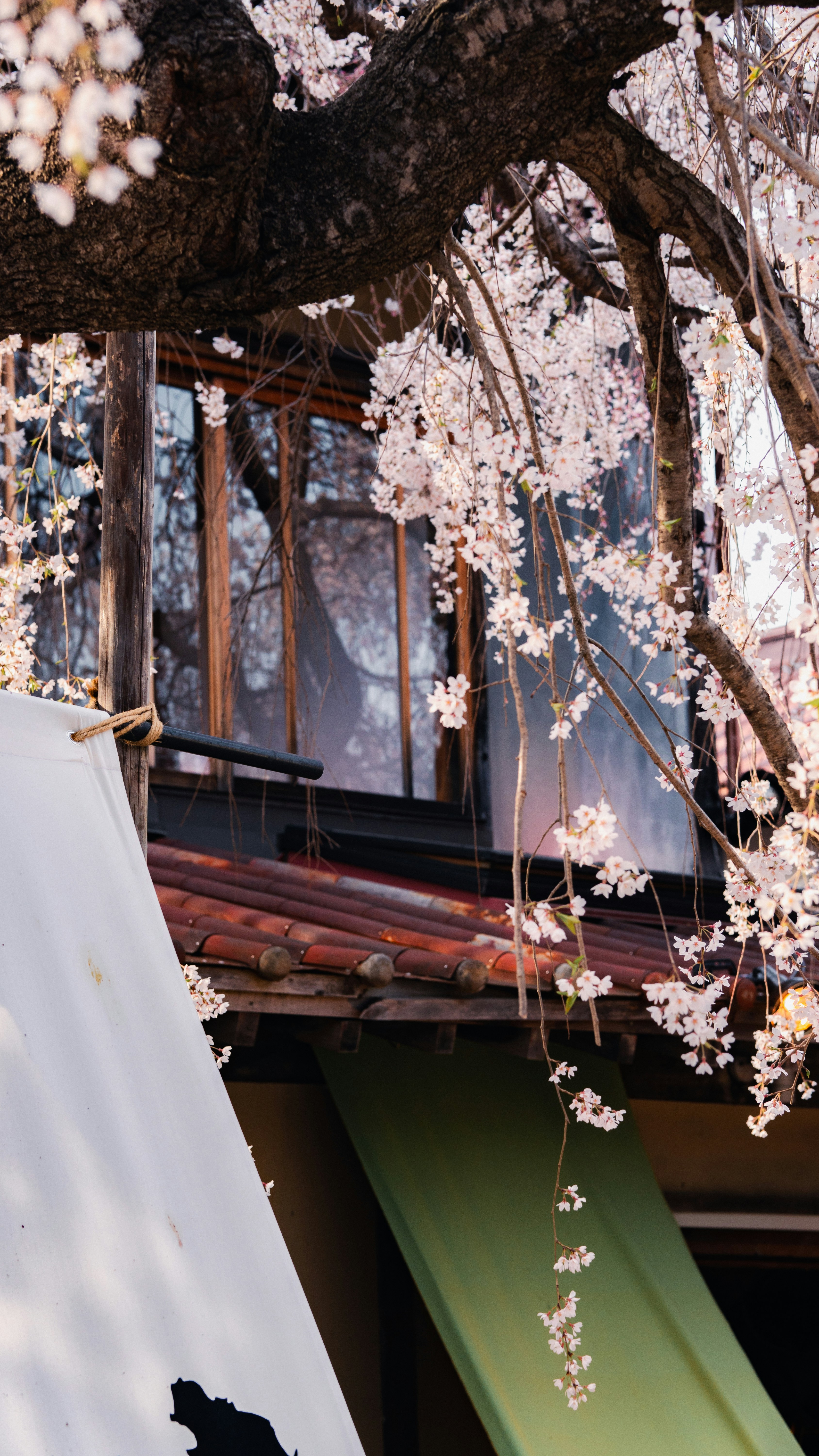 Cherry Blossoms Draping a Traditional Courtyard Roof