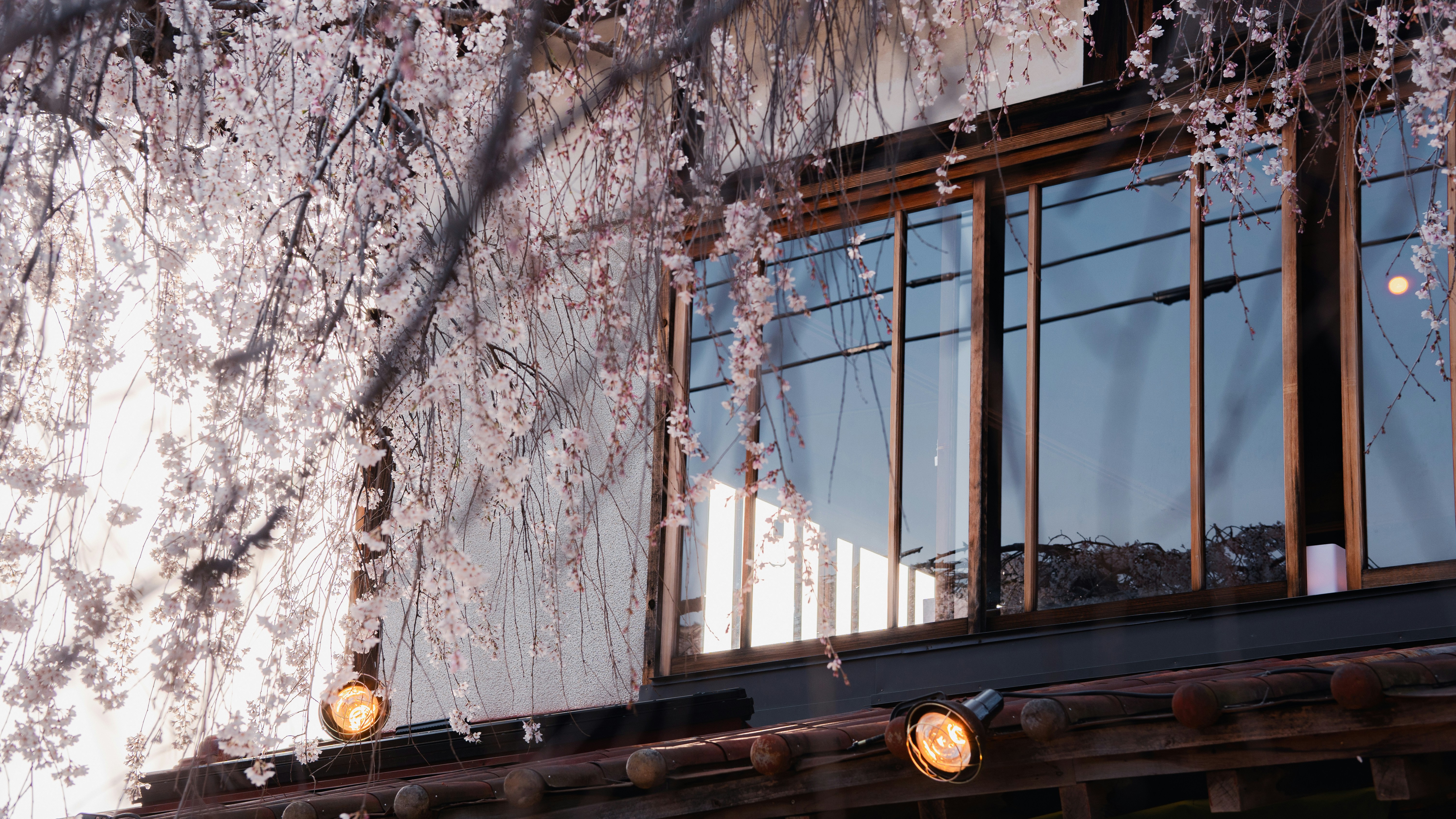Sakura-Framed Glass: Sky Reflections on a Quiet Facade