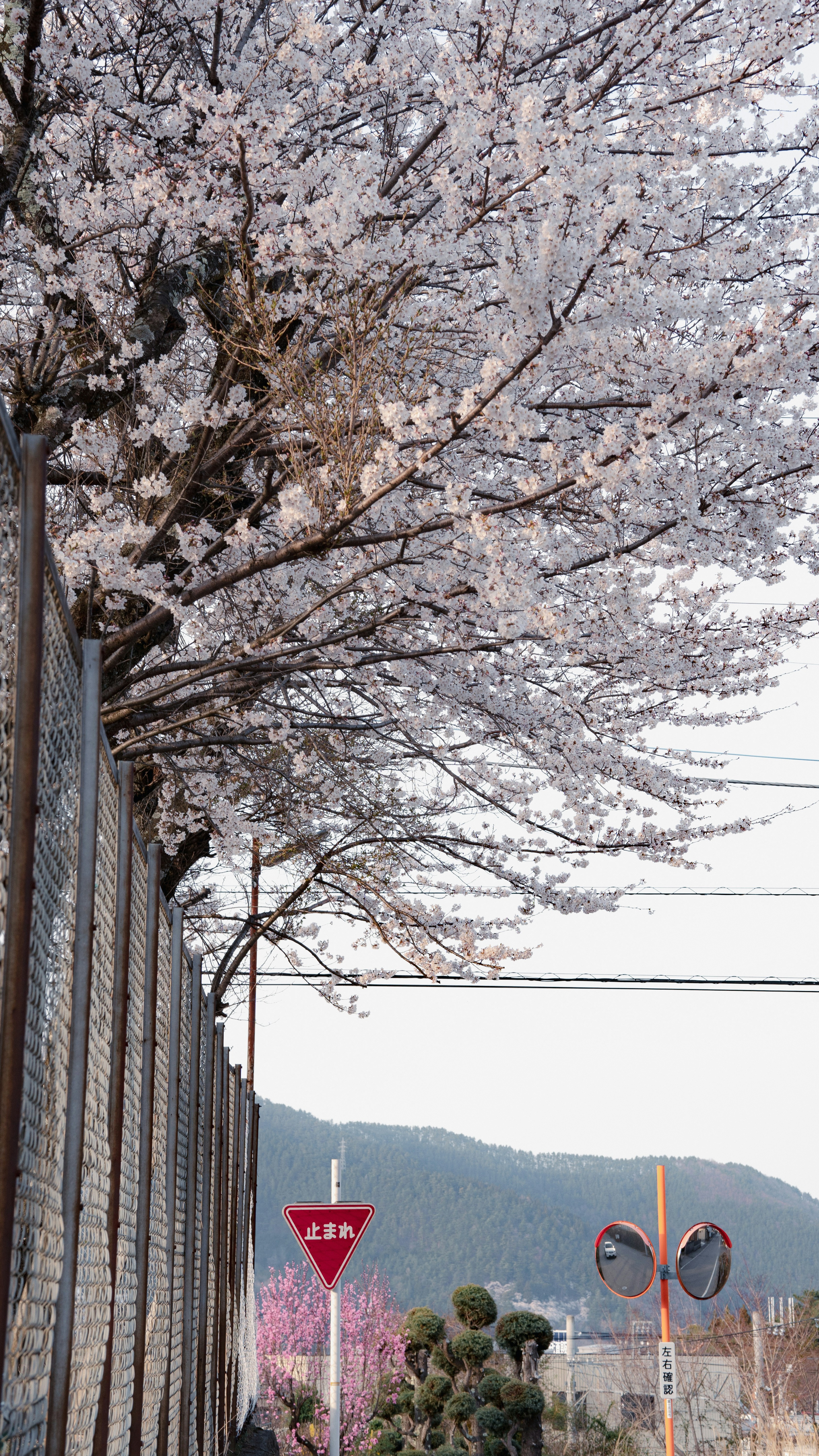 Canopy of Cherry Blossoms Over a Fence-Lined Street with Stop Sign and Convex Mirrors