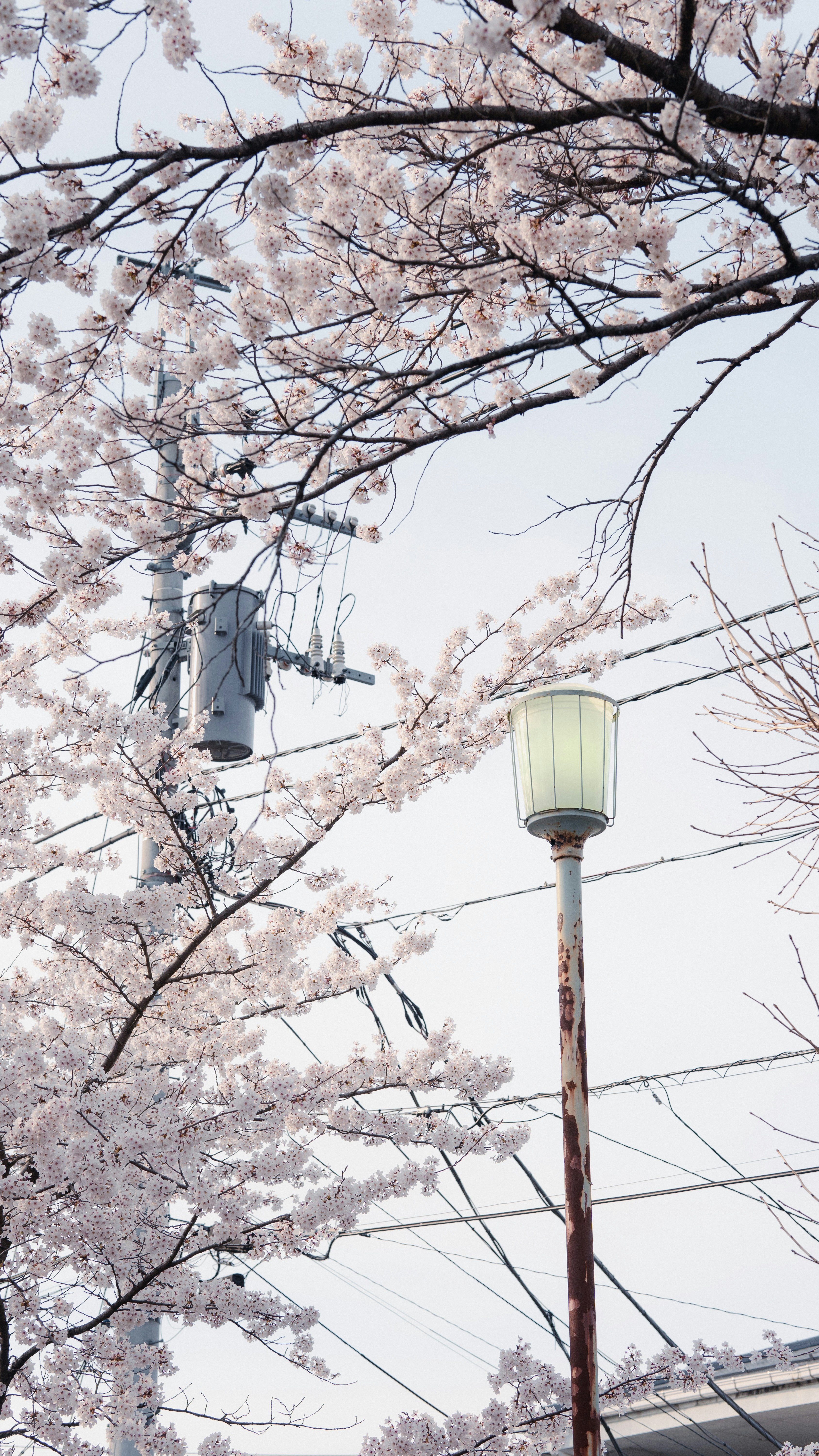 Des cerisiers en fleurs encadrent un lampadaire et un poteau électrique ...