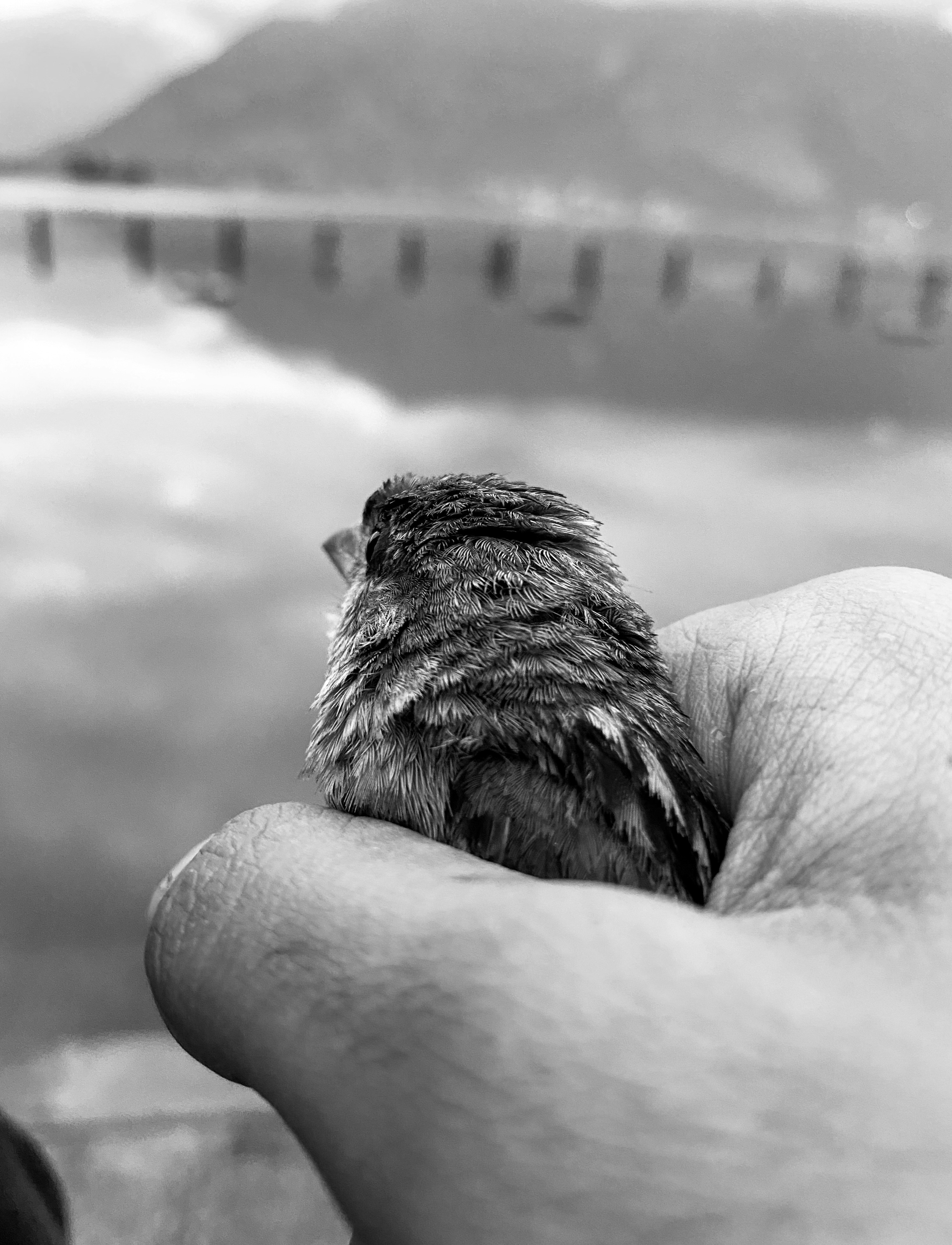 Cradled Chick by a Glassy Lakeshore