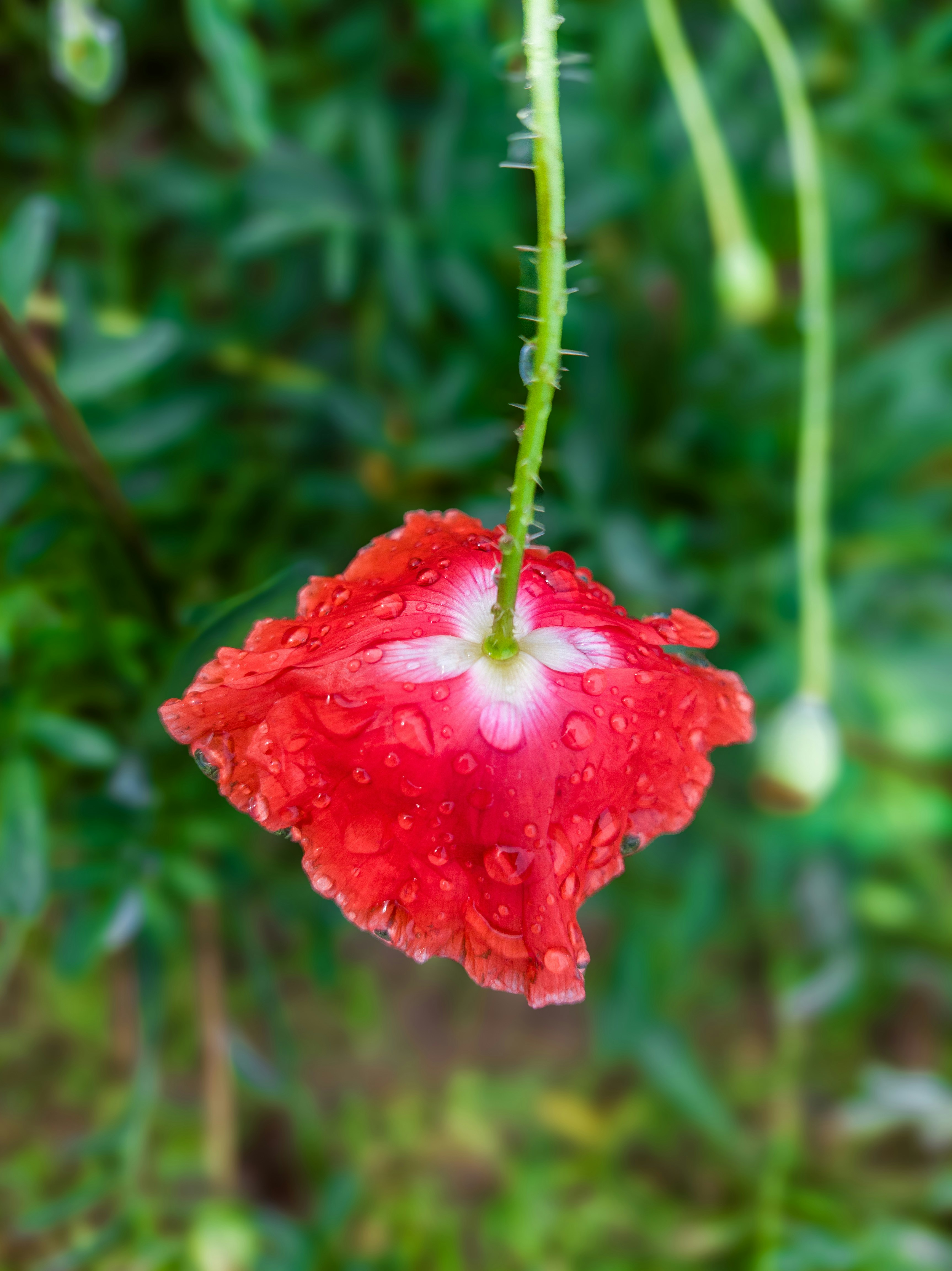 Photo by Atiq Ur rehman with Samsung Galaxy A52