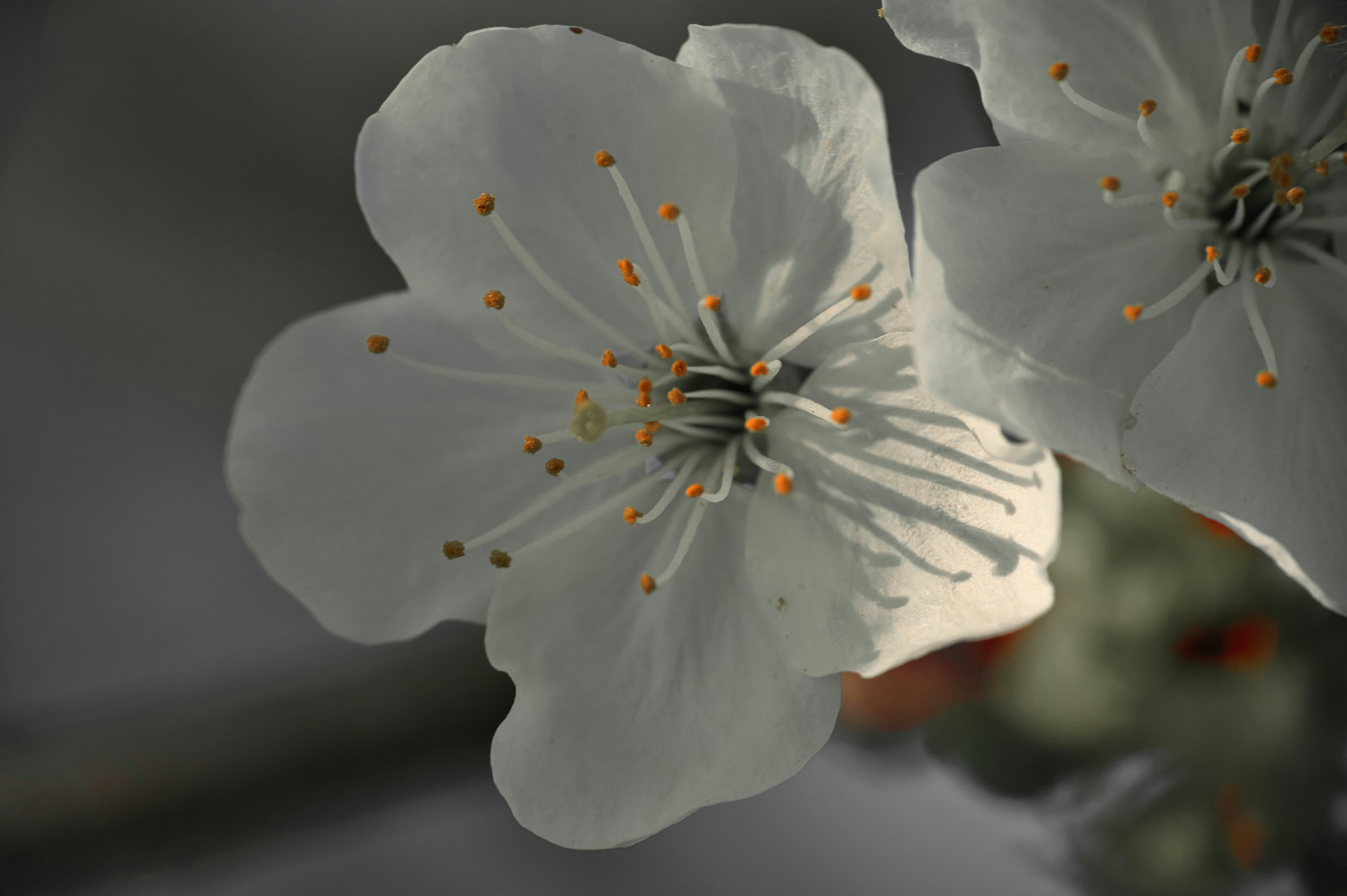 Stamen Whisper: A Macro Portrait of a White Blossom