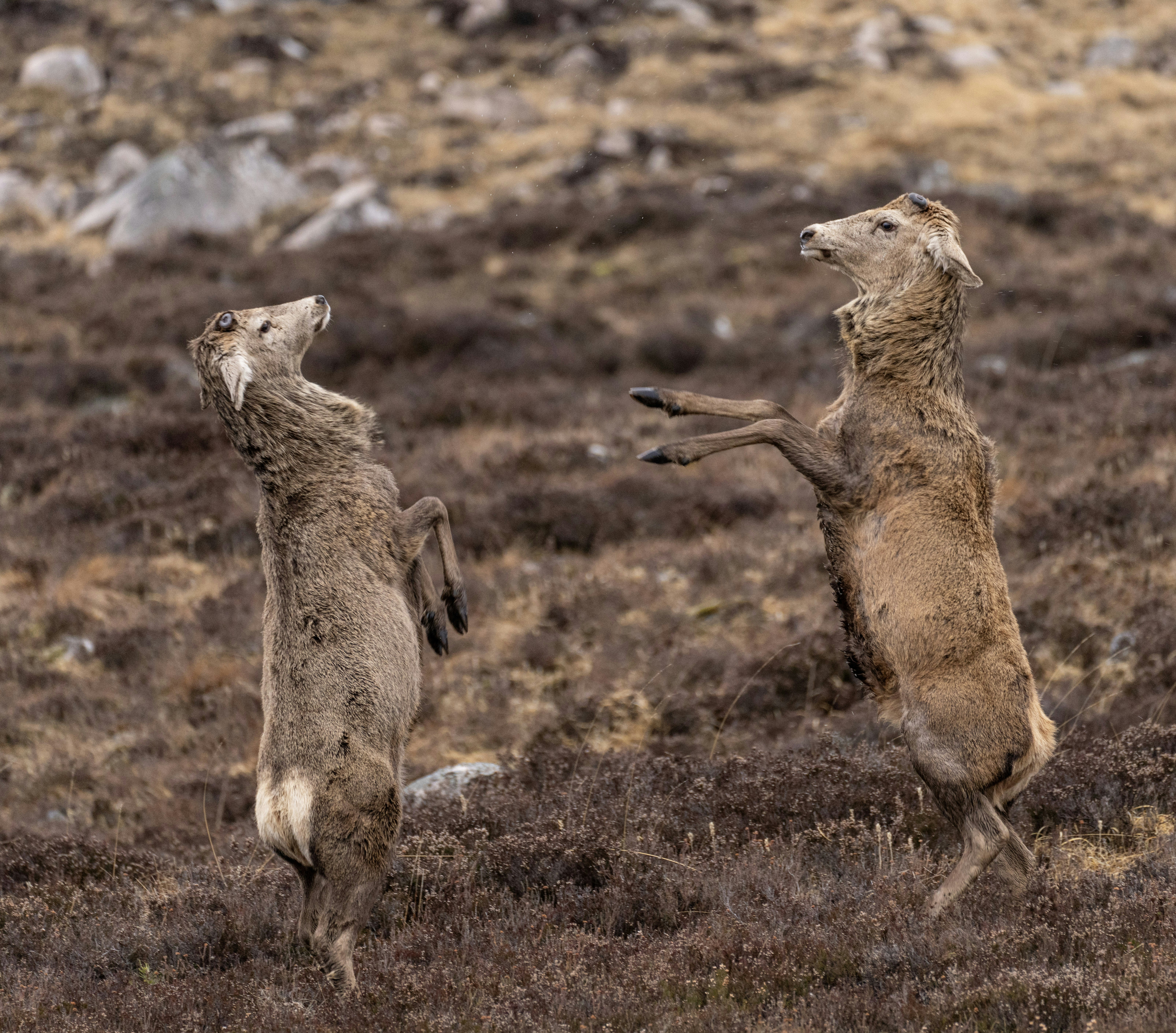 Earthbound Standoff: Twin Marmots Posture on a Wind-Swept Moor