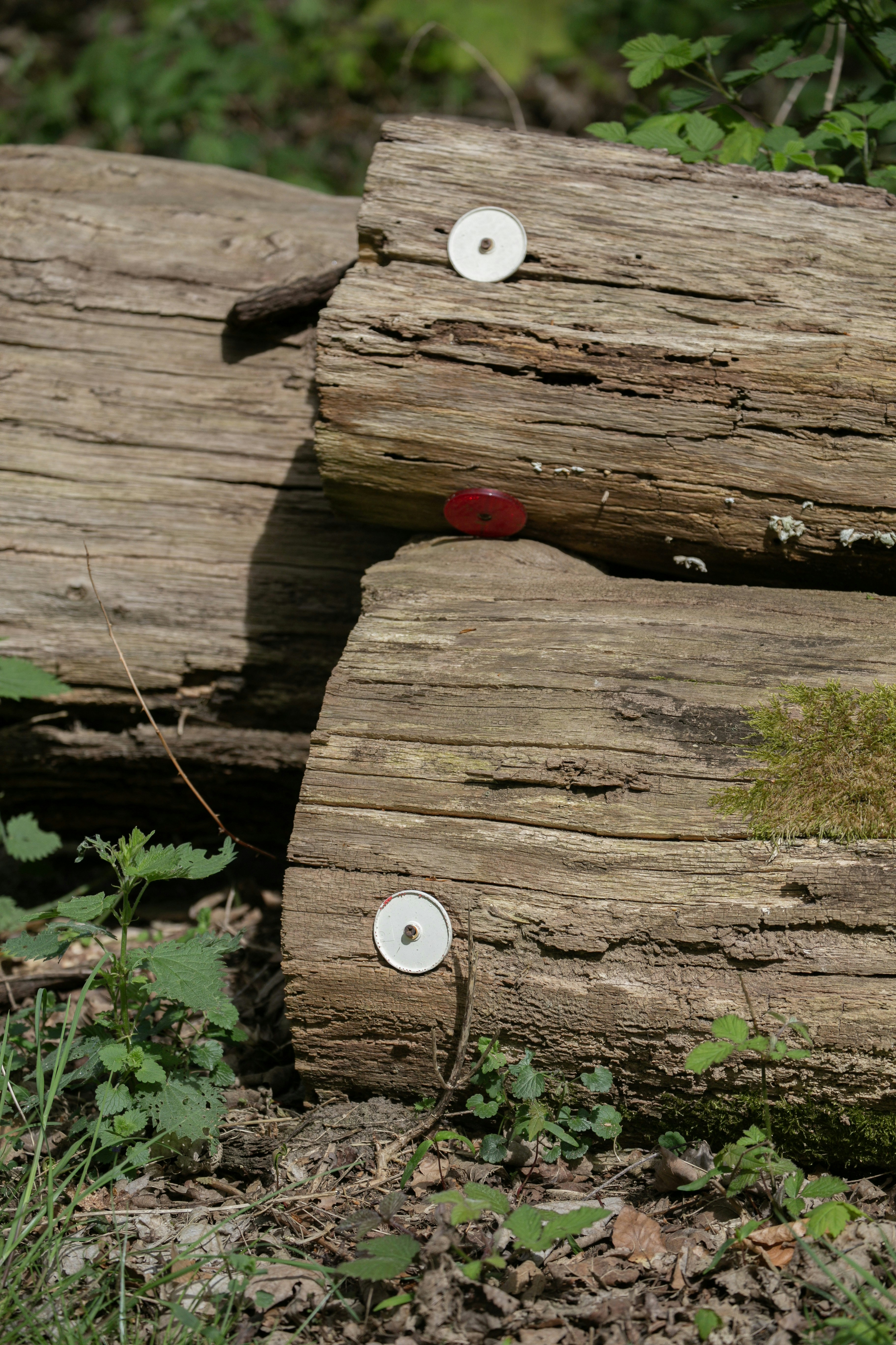 White and Red Markers on Weathered Logs: A Quiet Study in Texture
