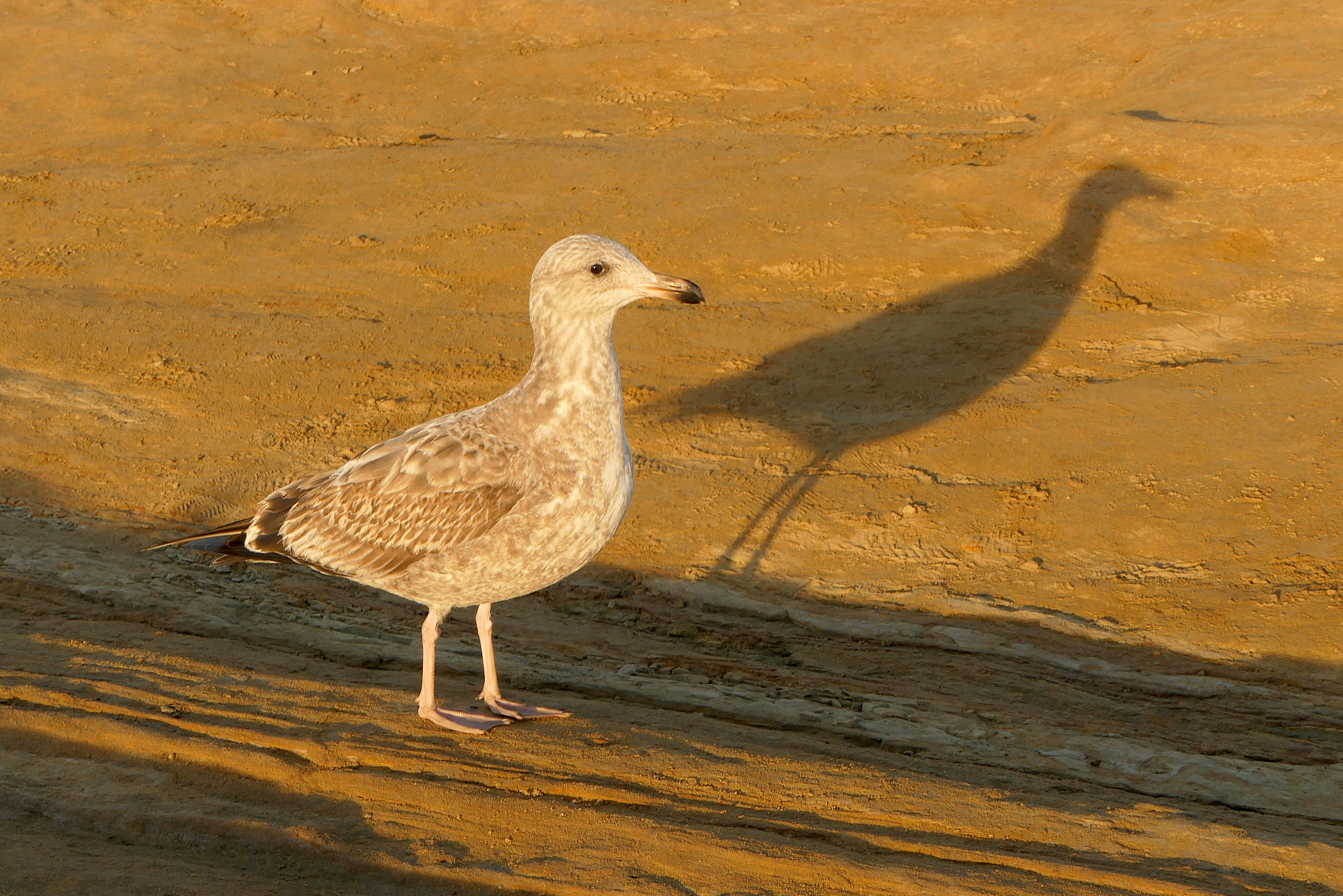 Golden Hour Gull on the Shadowed Shore