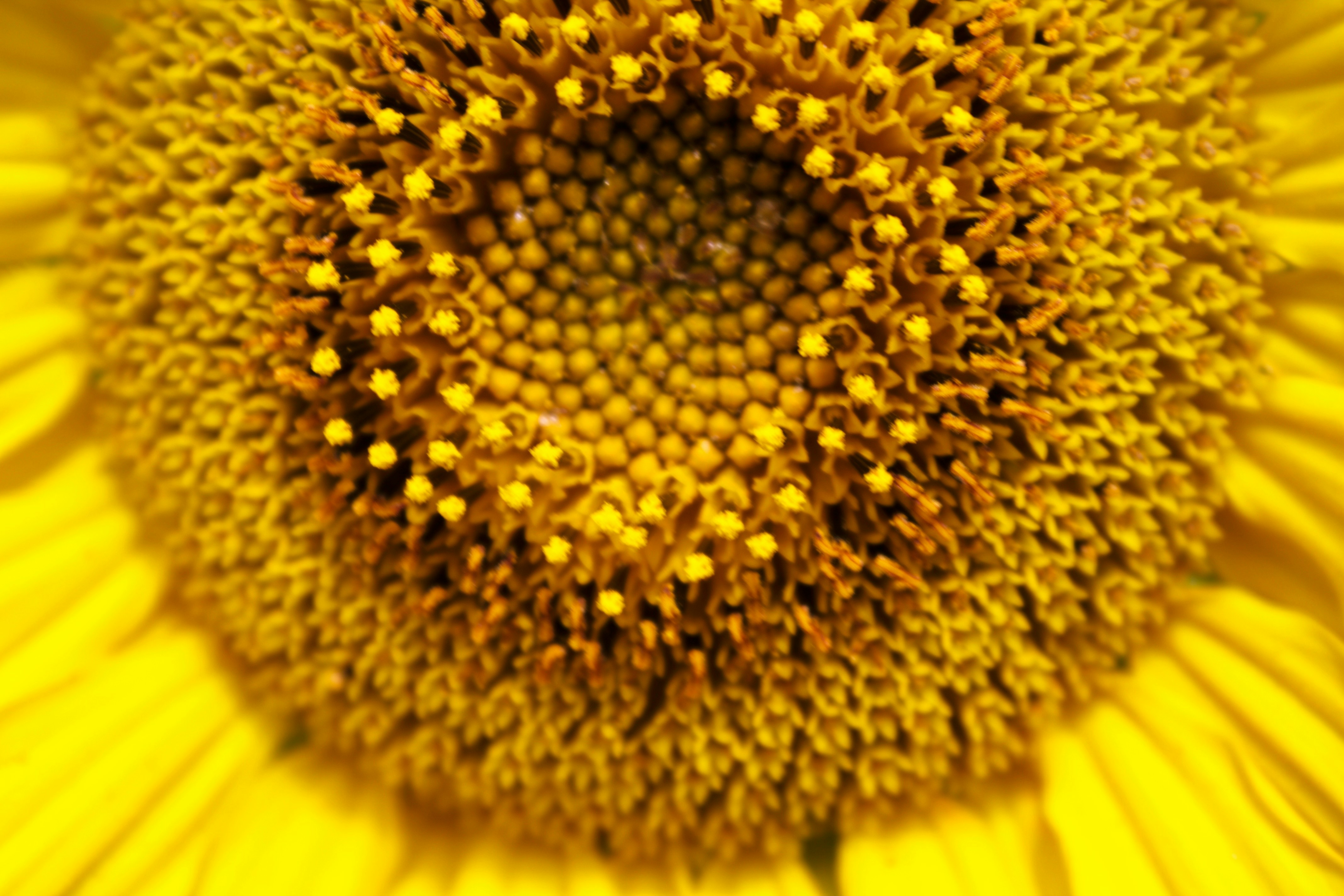 Gold Spiral at the Sunflower's Heart: A Macro Portrait of Pollen and Petals