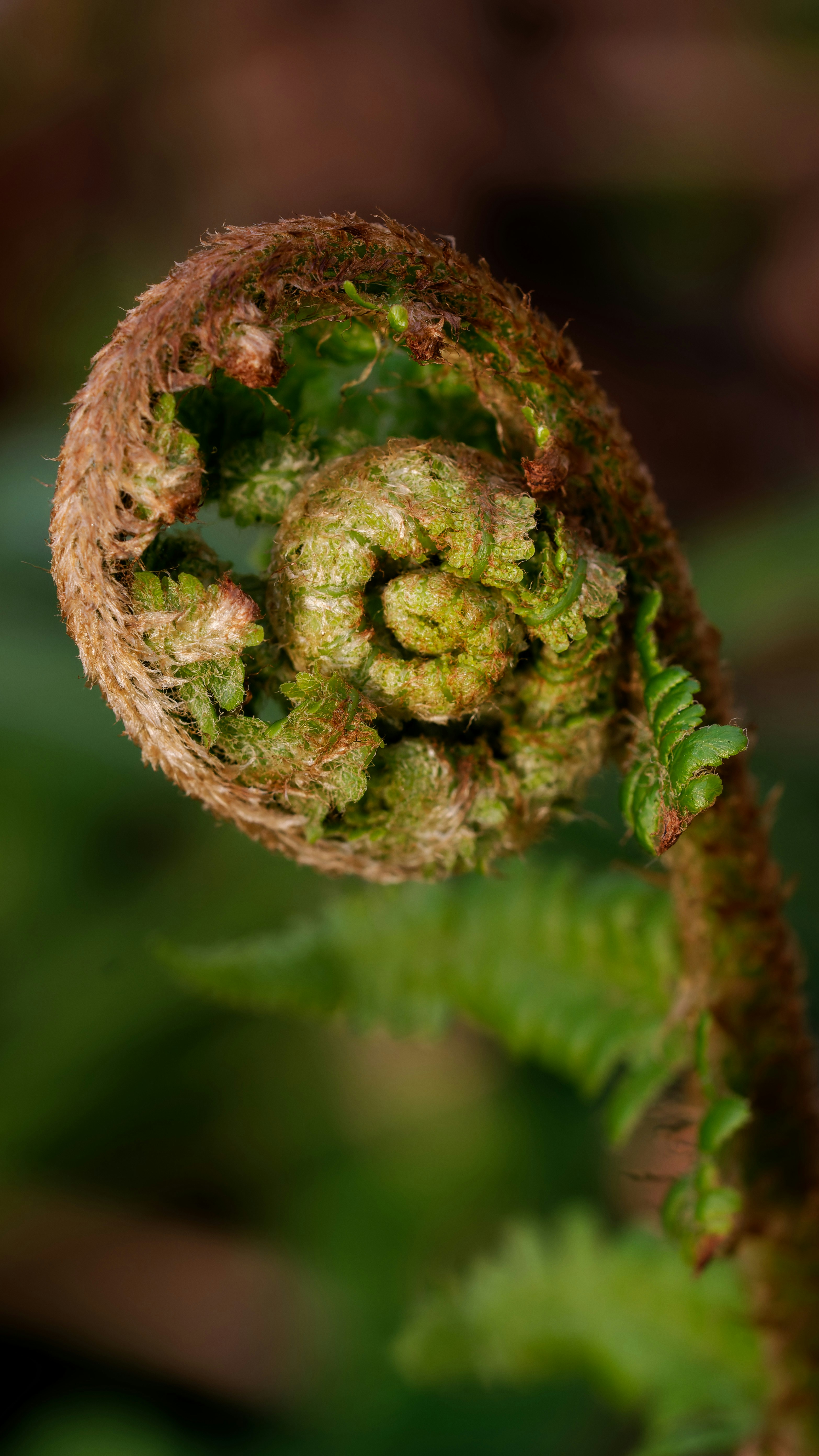 Unfurling Spiral: Macro Portrait of a Fern Fiddlehead
