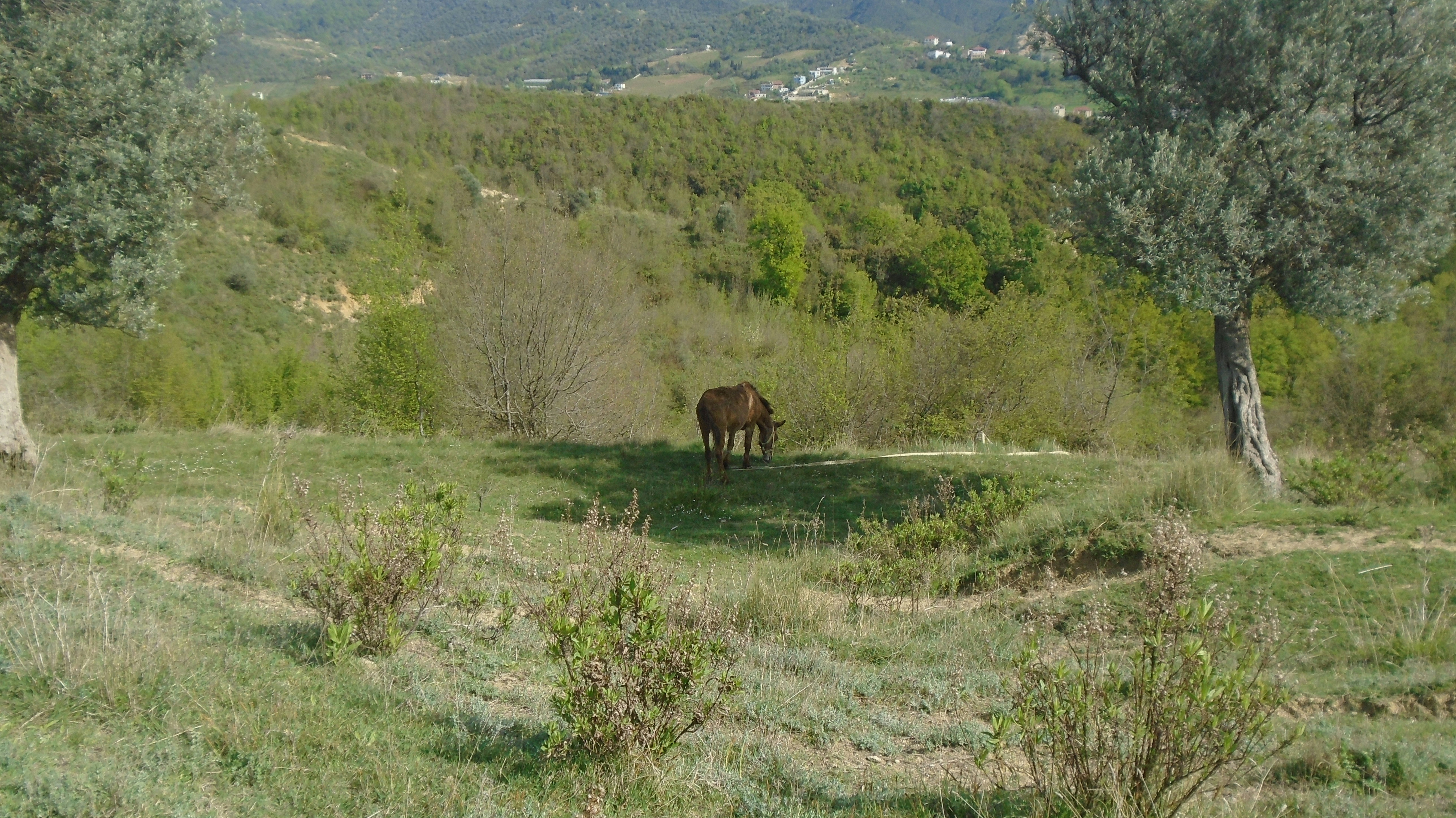 Lonely Horse in a Calm Valley