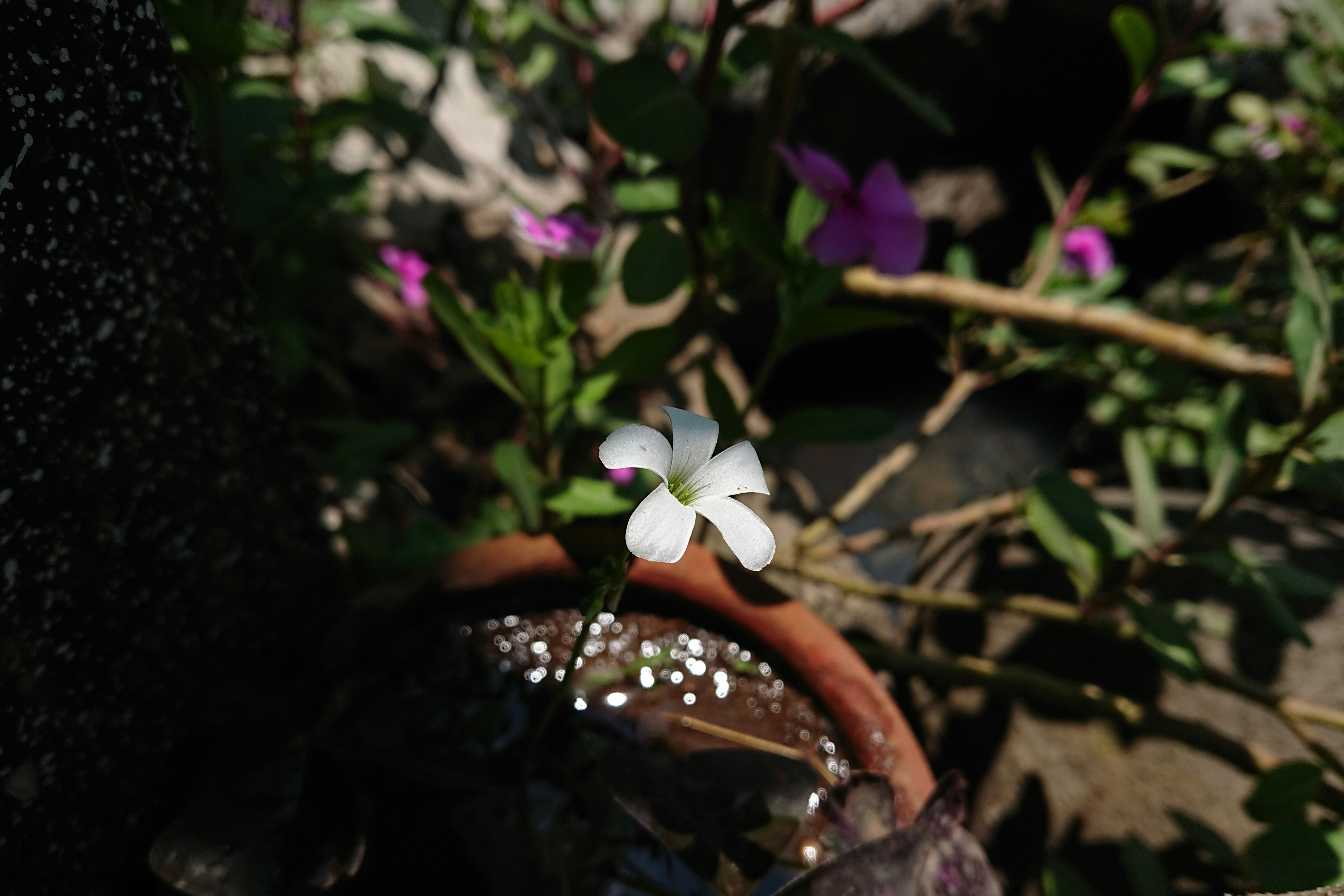 Close-up photograph of a solitary frangipani bloom with water droplets, perched above a wet clay pot in a sunlit garden.