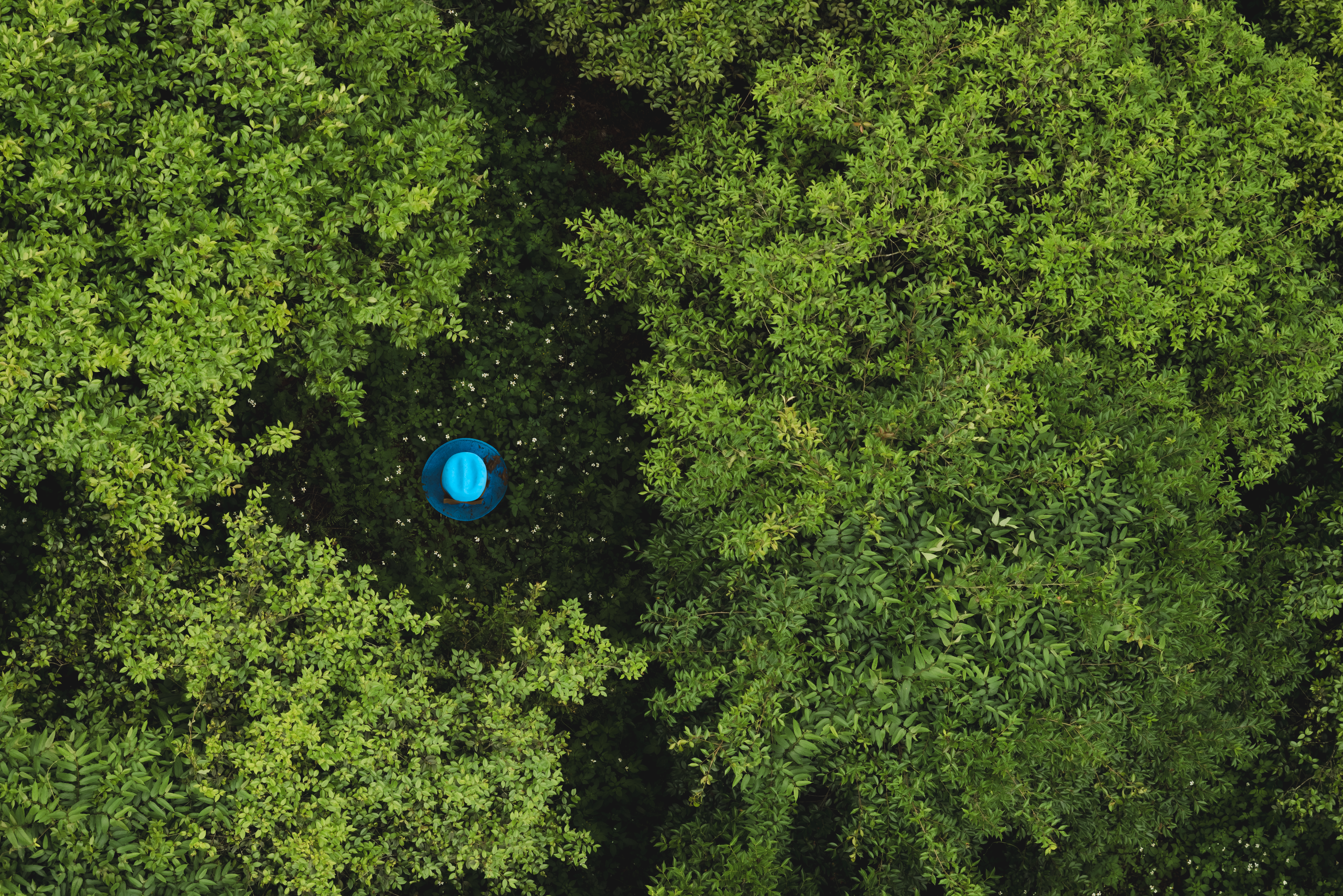 A blue frisbee in the middle of a forest photo – Free Nature Image on ...