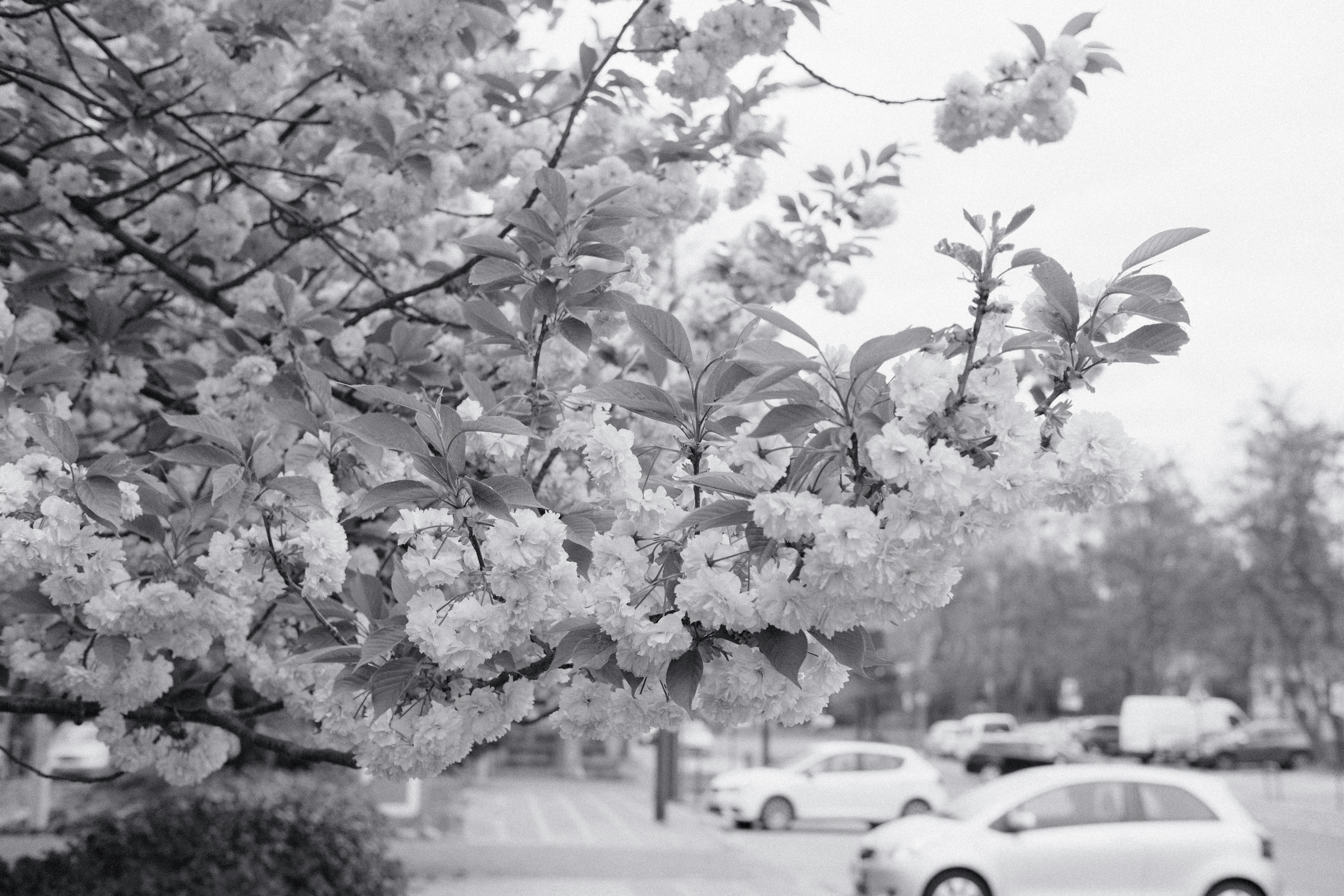 Blossoms in monochrome over a quiet street