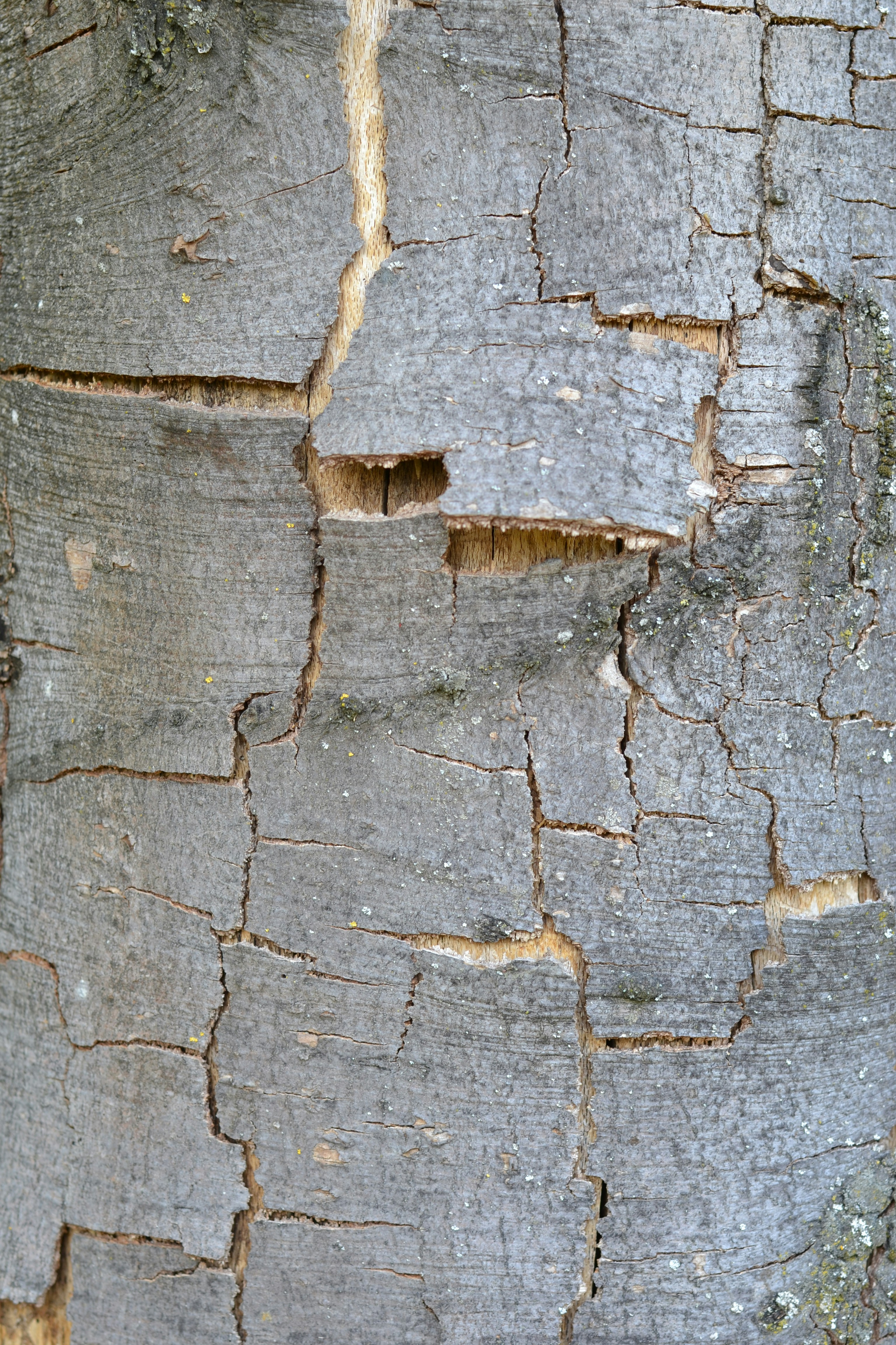 Cracked Bark Mosaic: A Close-Up Study of Weathered Texture
