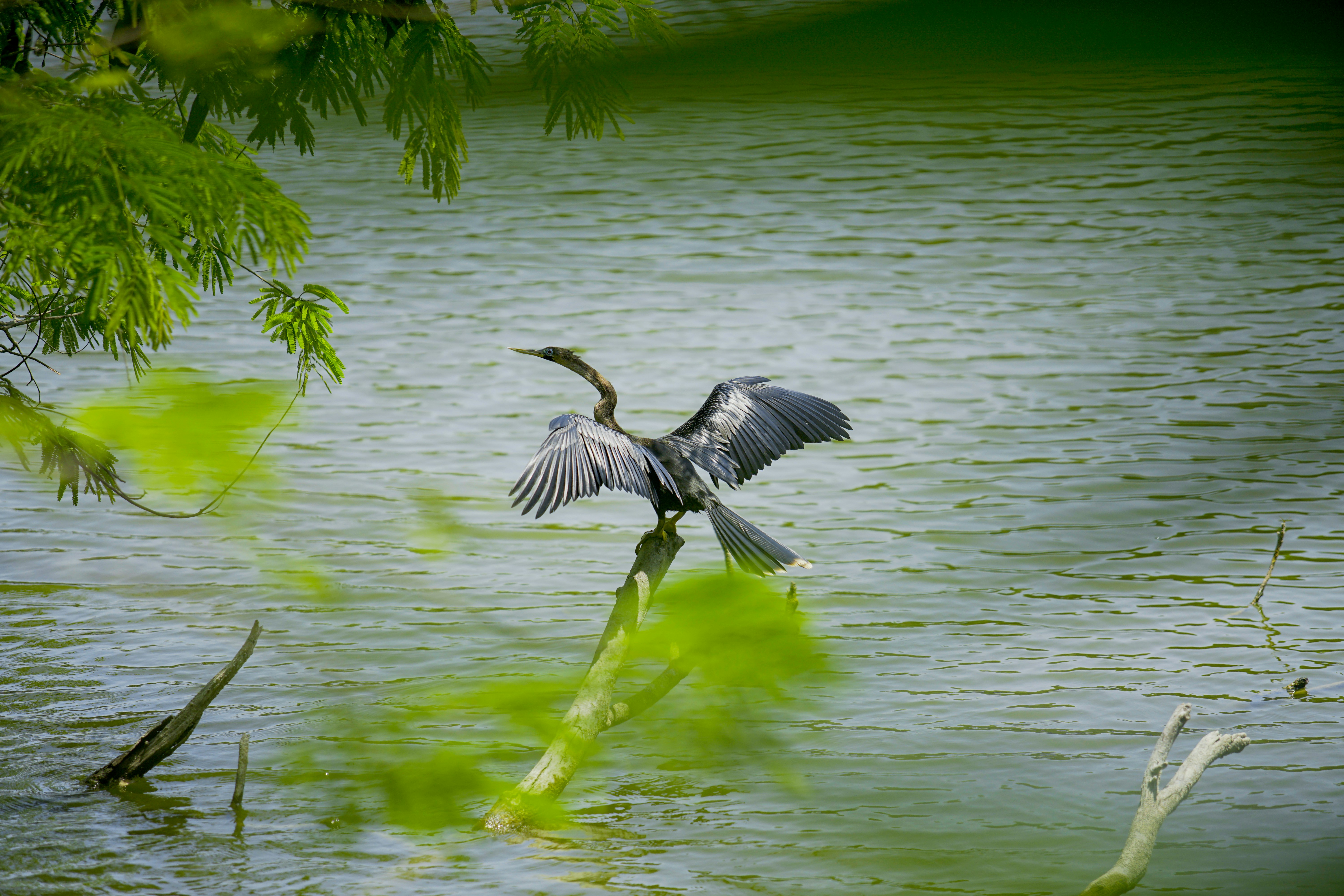 Bird mid-flight over a serene lake, surrounded by lush green foliage.