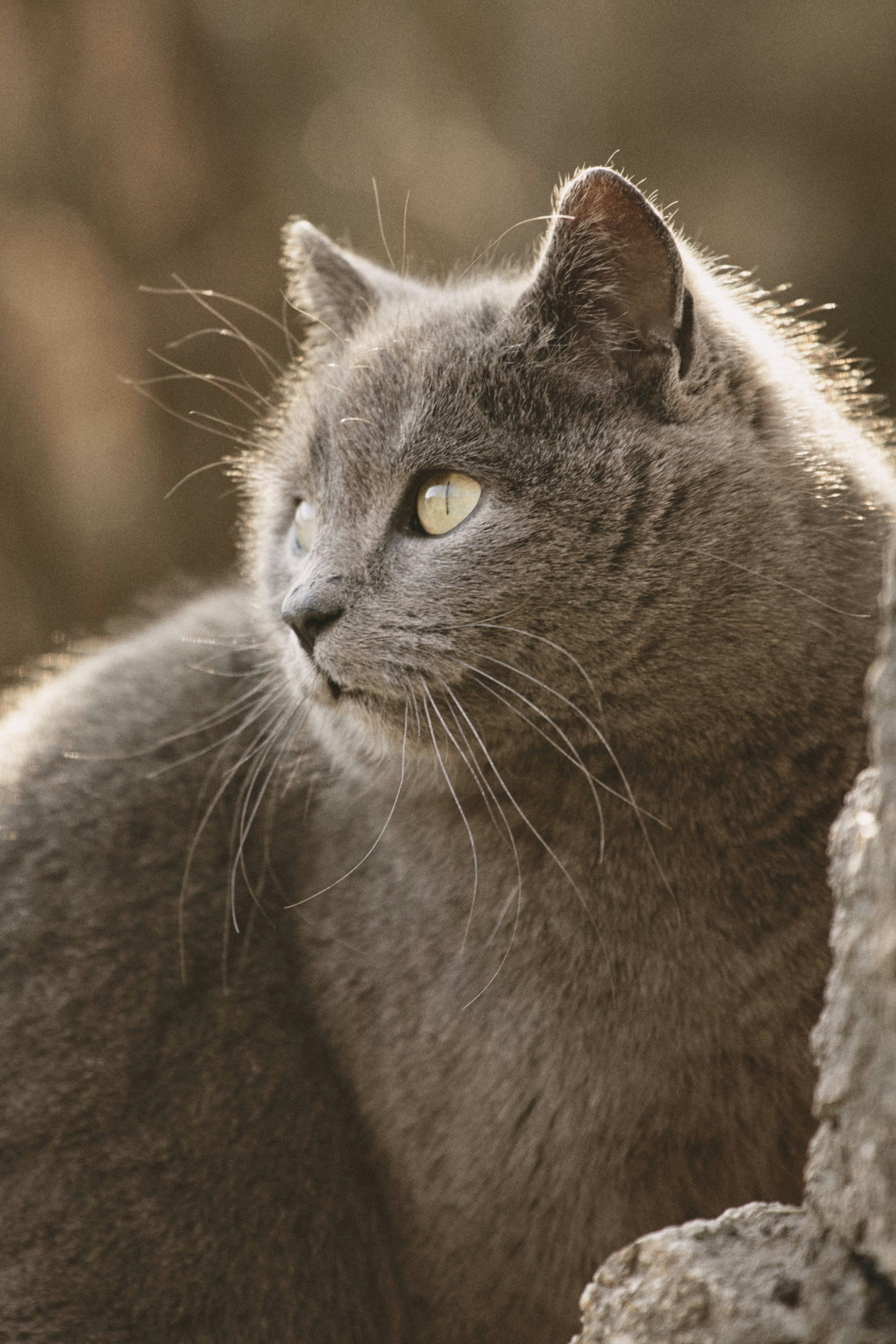 Sunlit Gaze of a Gray Cat by a Rock