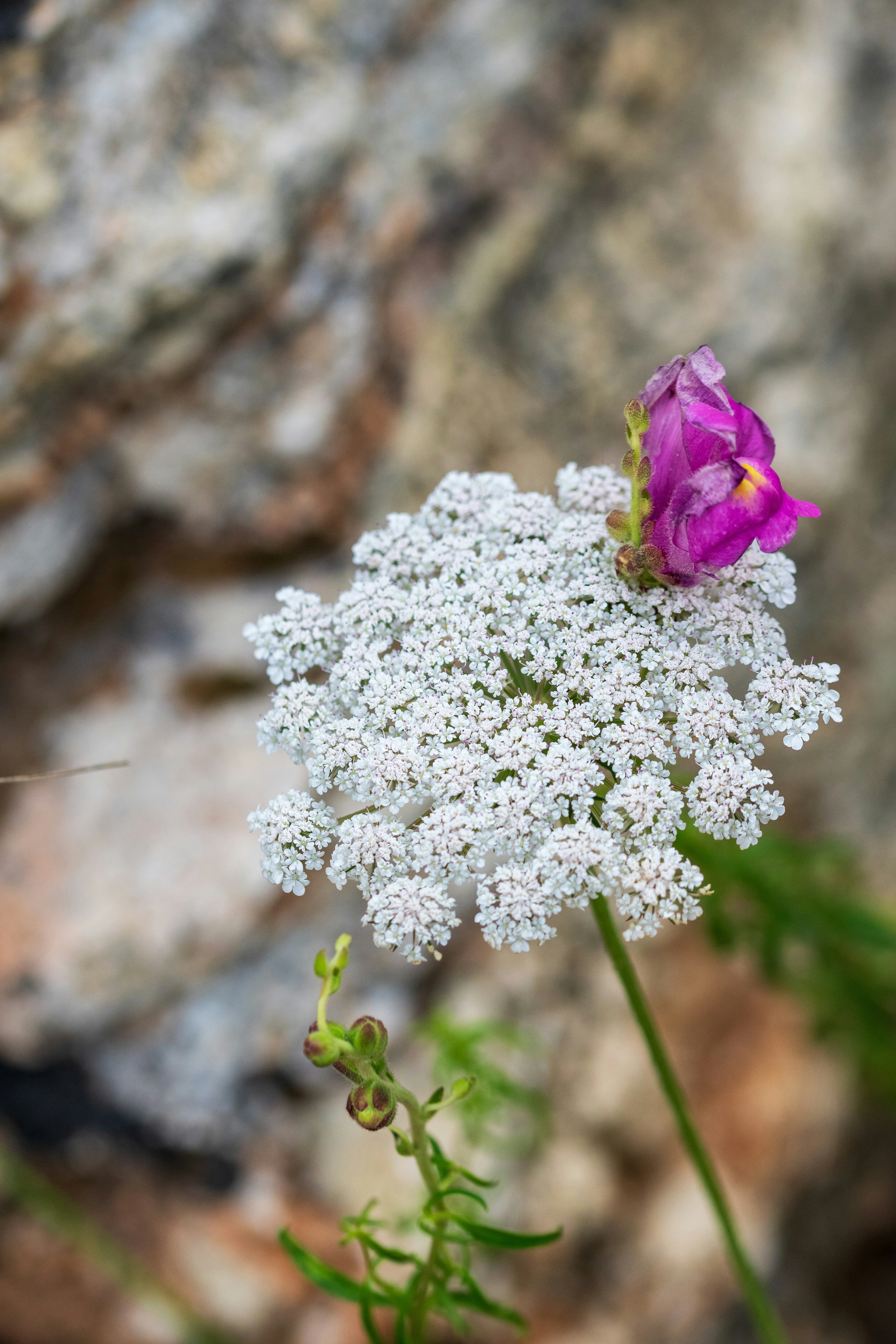 Purple Accent on a Quiet White Umbel Against Weathered Rock