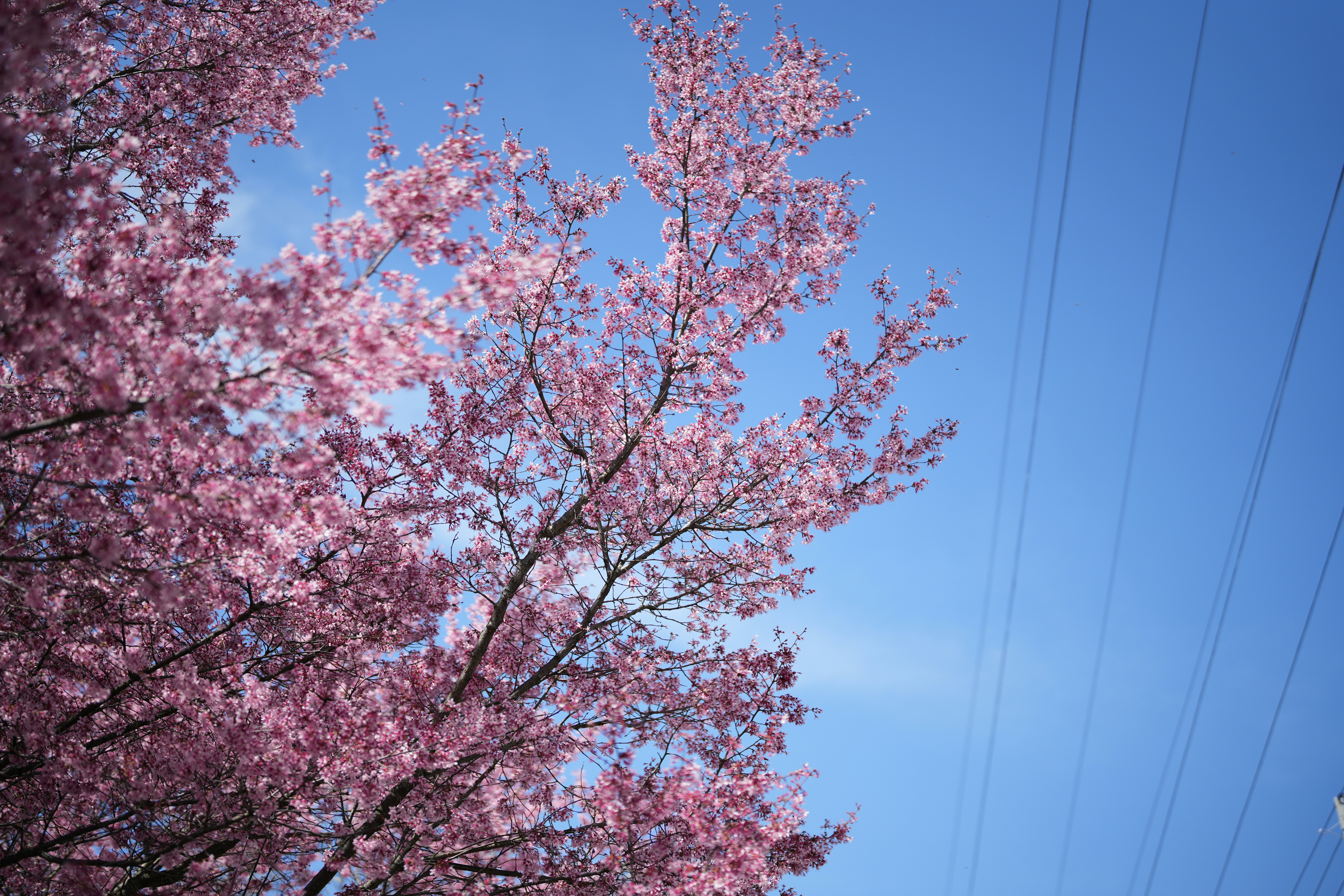 Photo by zhendong wang with Sony Alpha 7 IV