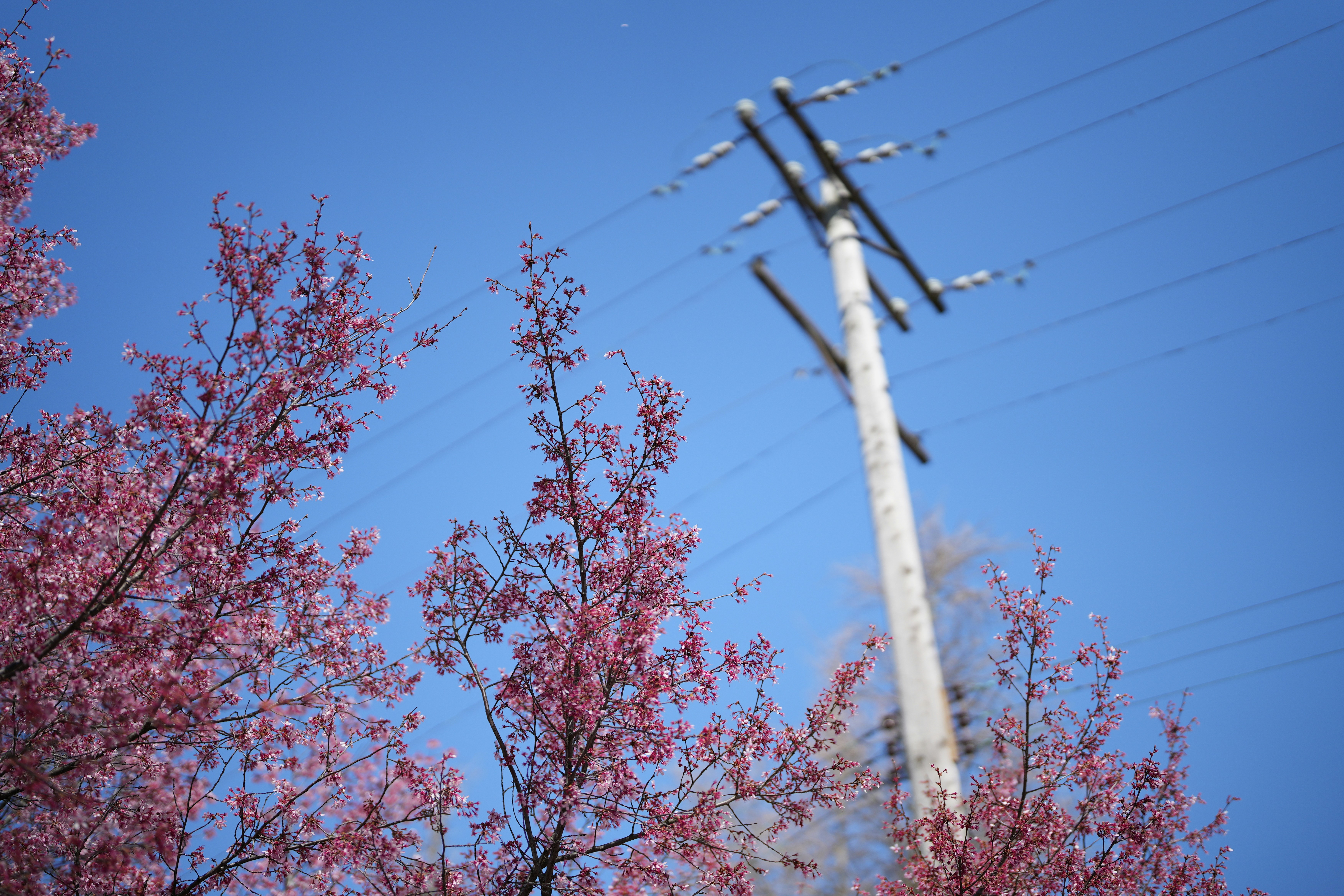 Petals Against the Pole: a Sunlit Moment in Bloom