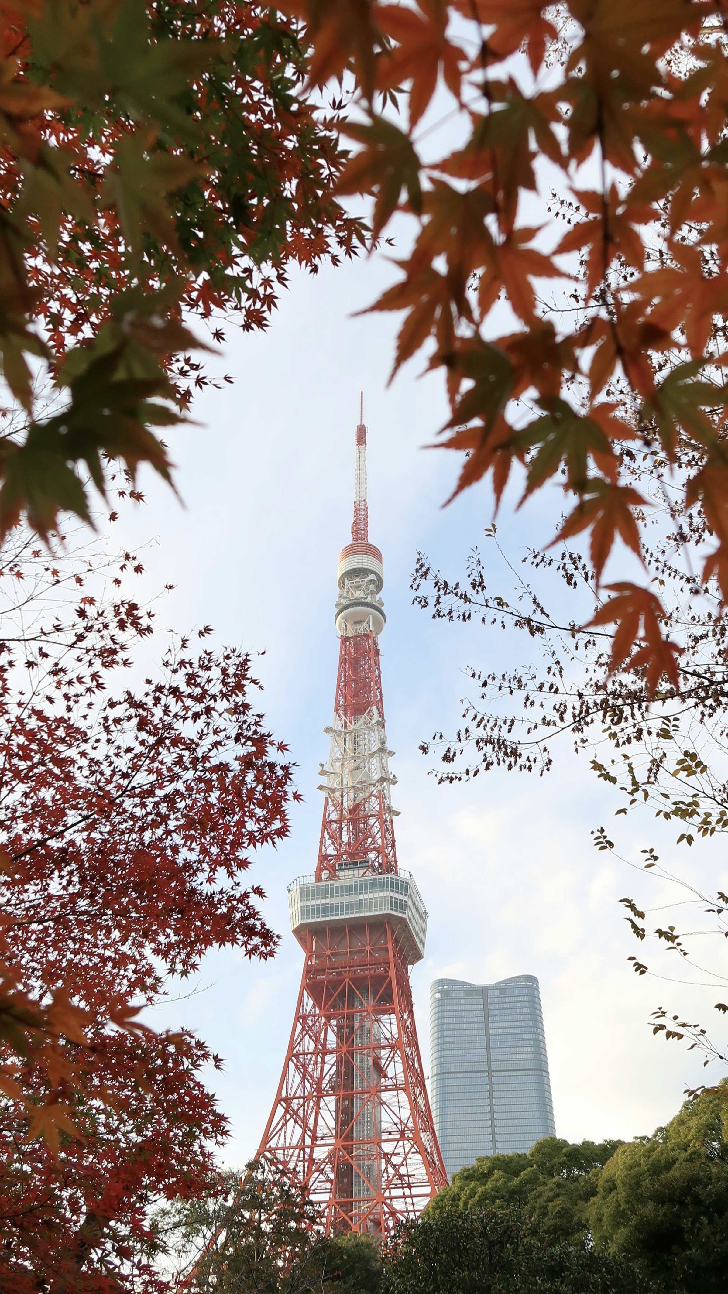 Crimson Framing: Tokyo Tower through Autumn Leaves
