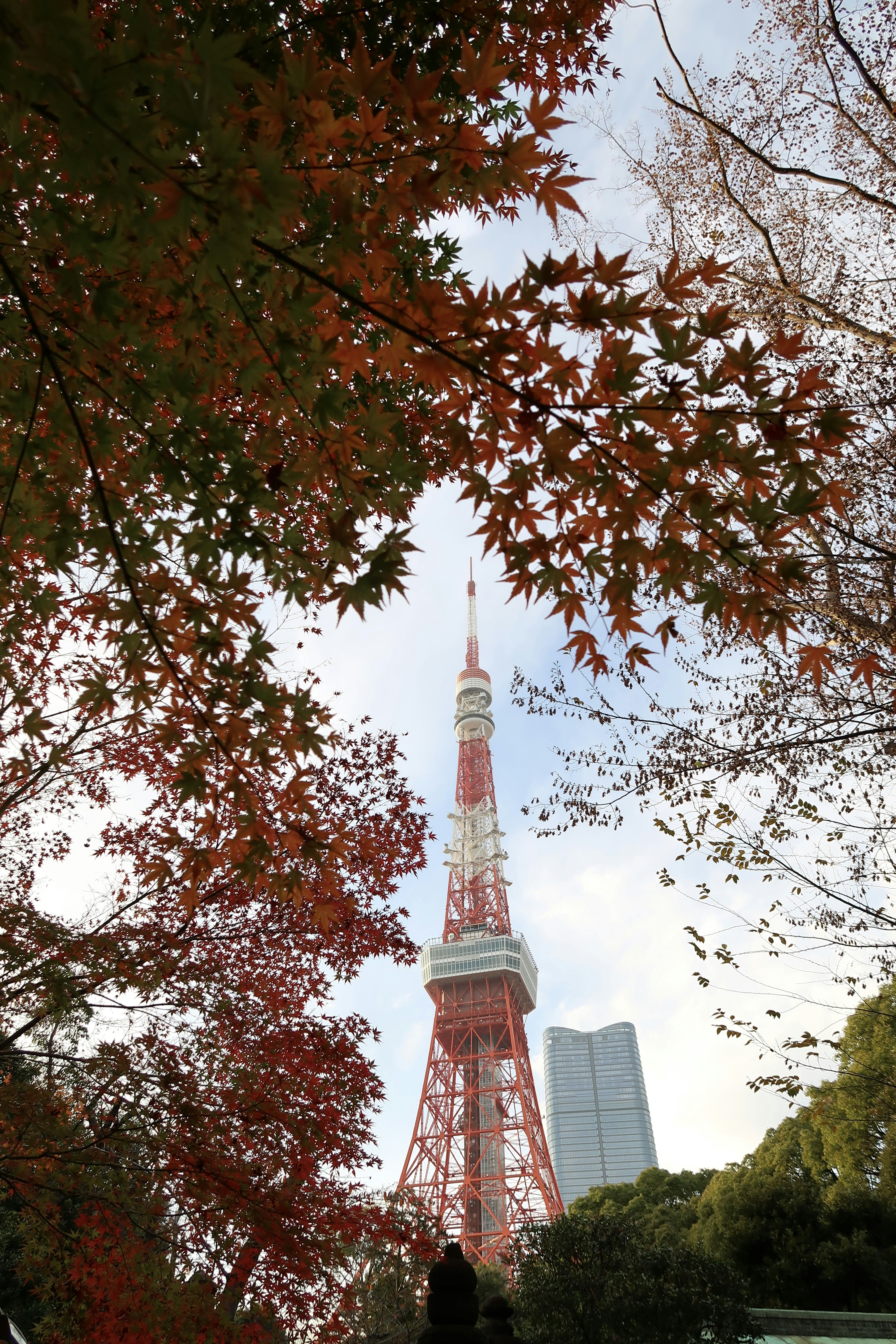 Autumn Framing: Tokyo Tower Pierces a Crimson Canopy