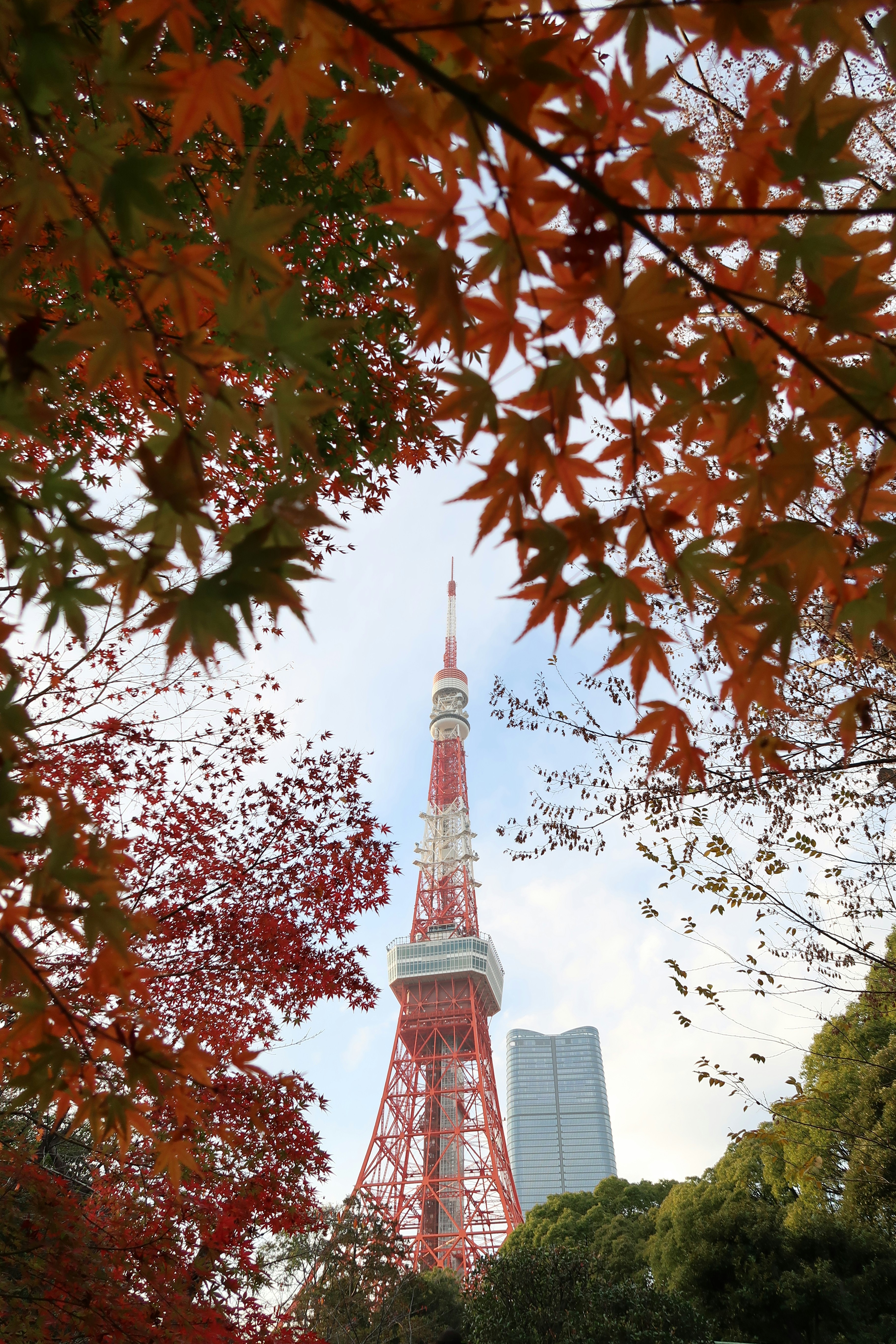 Crimson Tokyo Tower Rising Through a Fall-Color Canopy