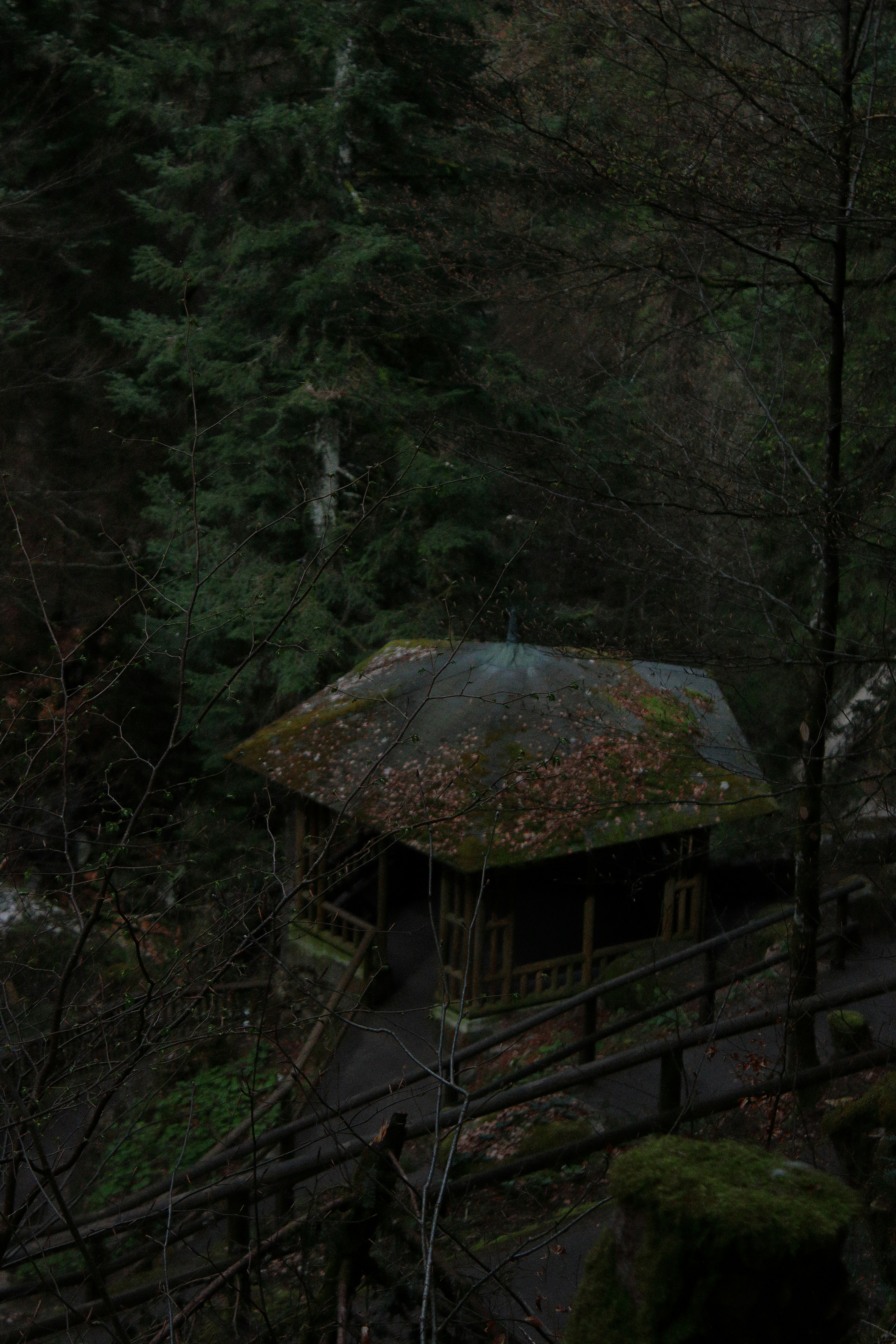 Hidden Forest Shelter Under Moss-Covered Roof in Dim Woodland