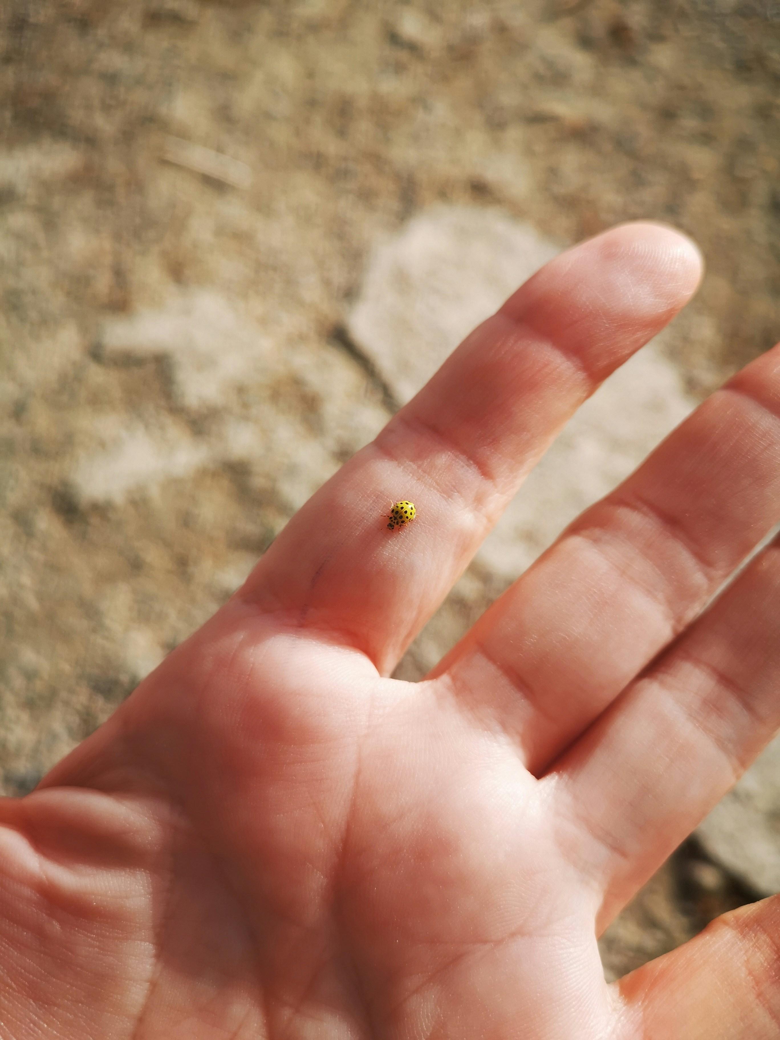 Palm-Side Microcosm: A Yellow Ladybug in Close Focus