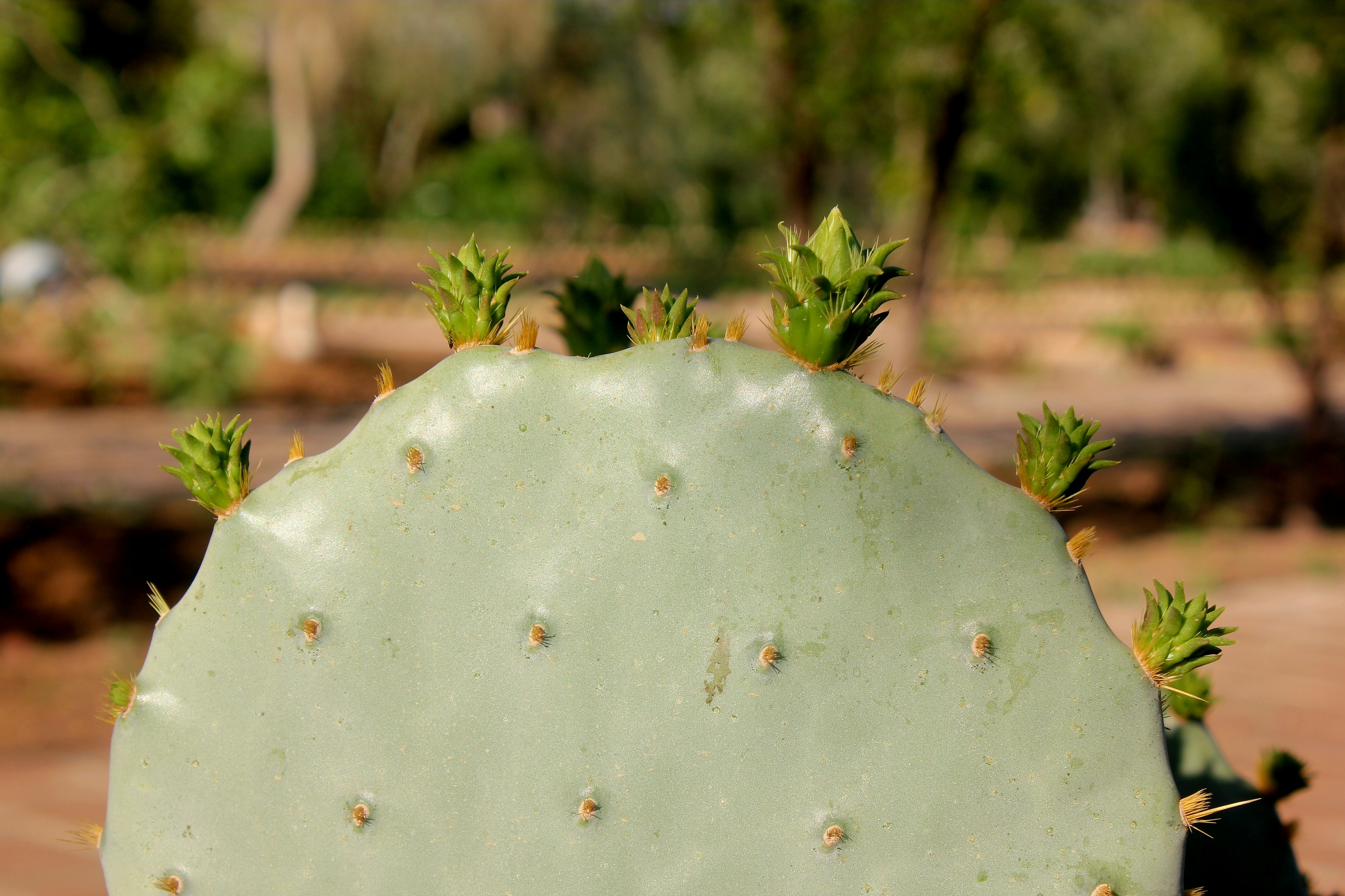 New Growth at the Edge: Buds Emerging on a Prickly Pear Pad